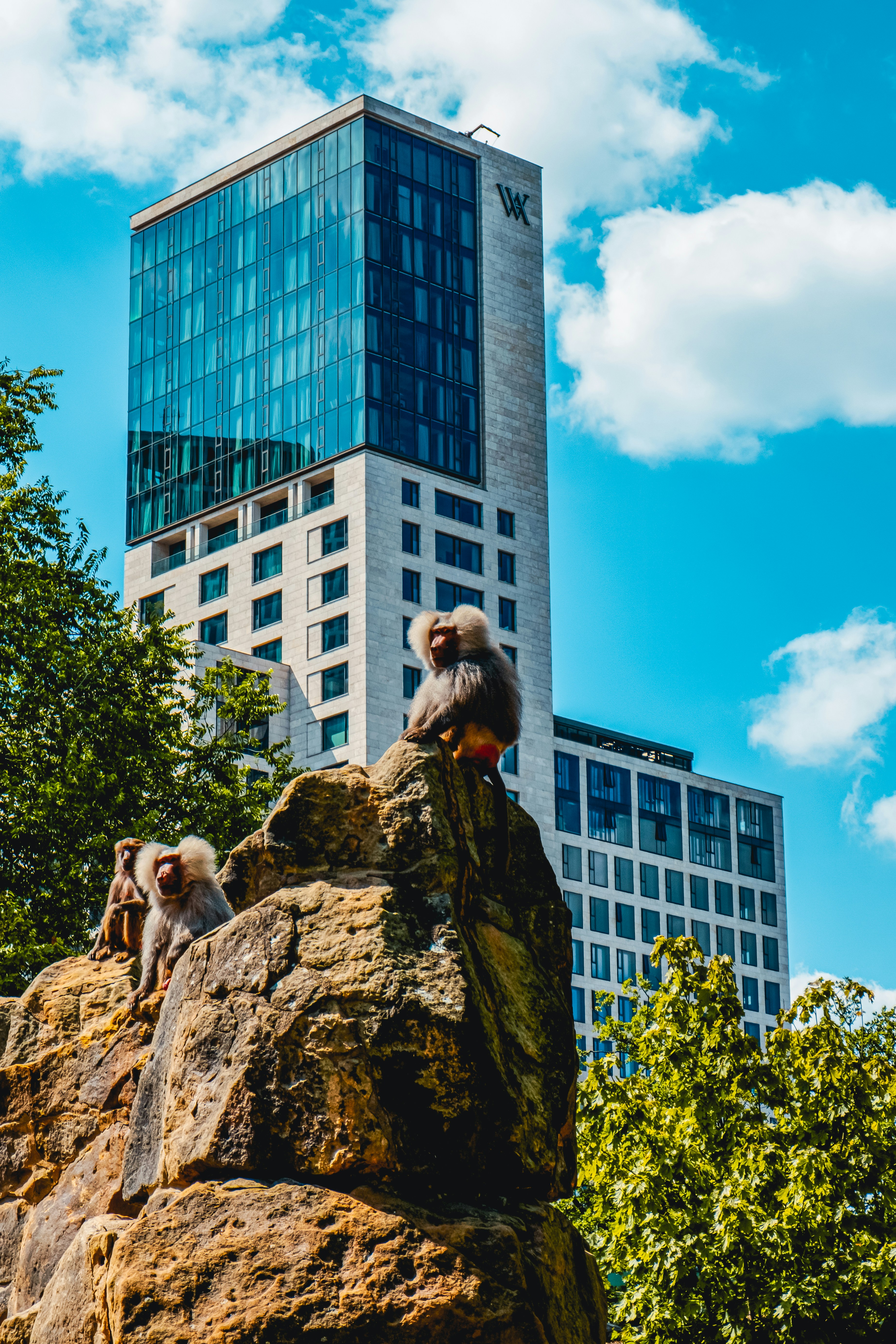 Monkeys at the Foot of a Glass Tower