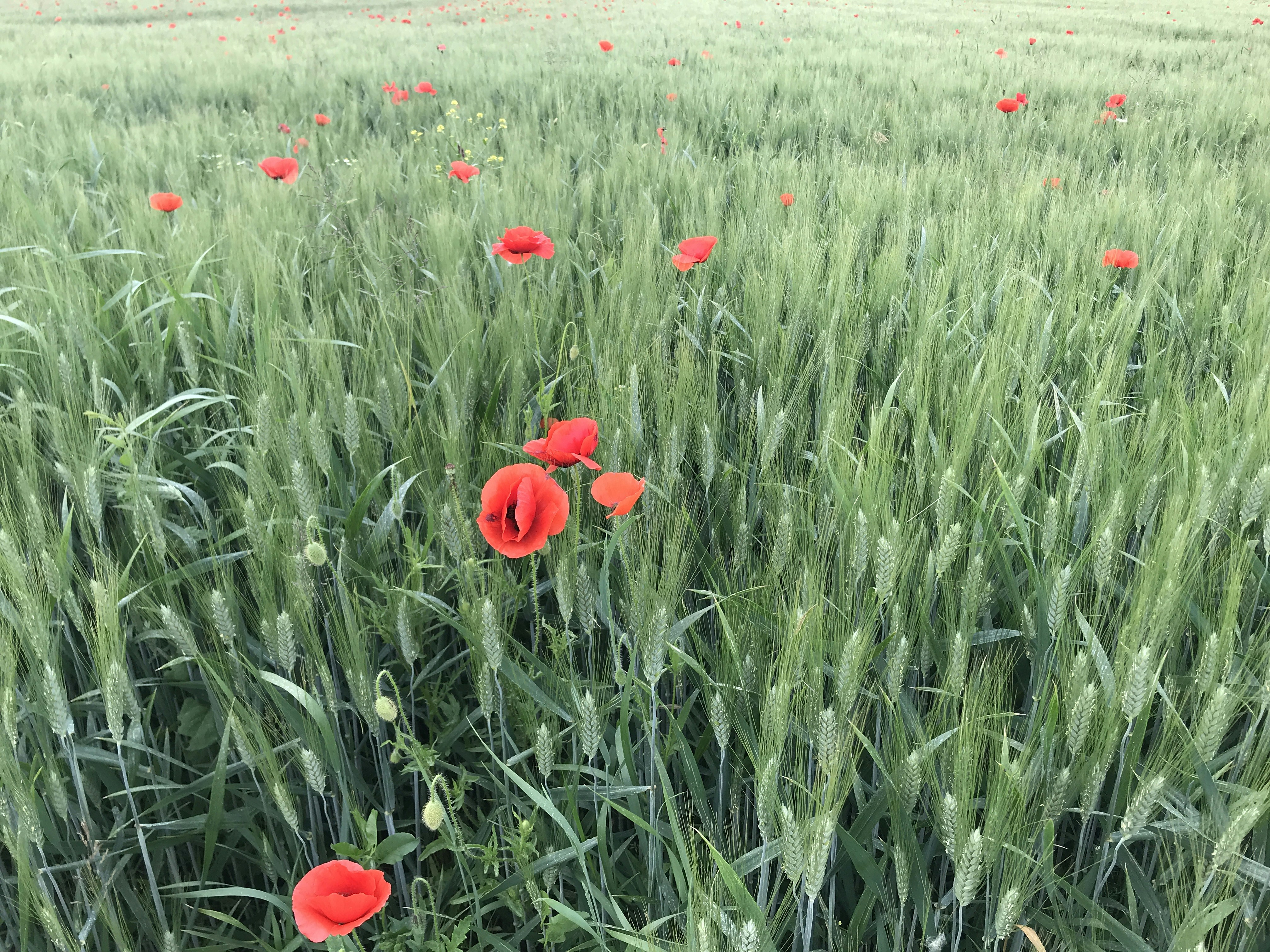 Scarlet Poppies Weaving Through a Field of Verdant Wheat