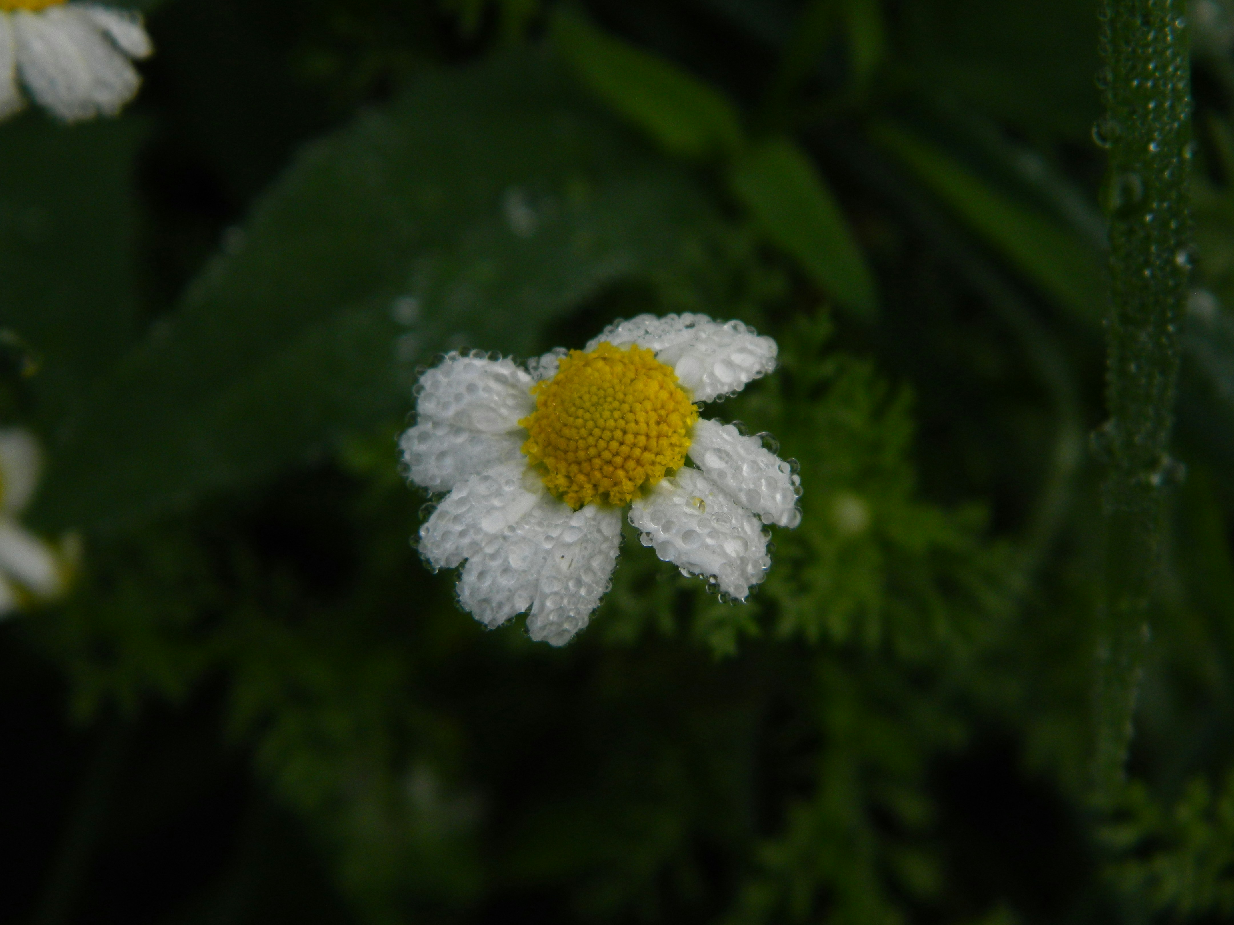a white flower on a plant