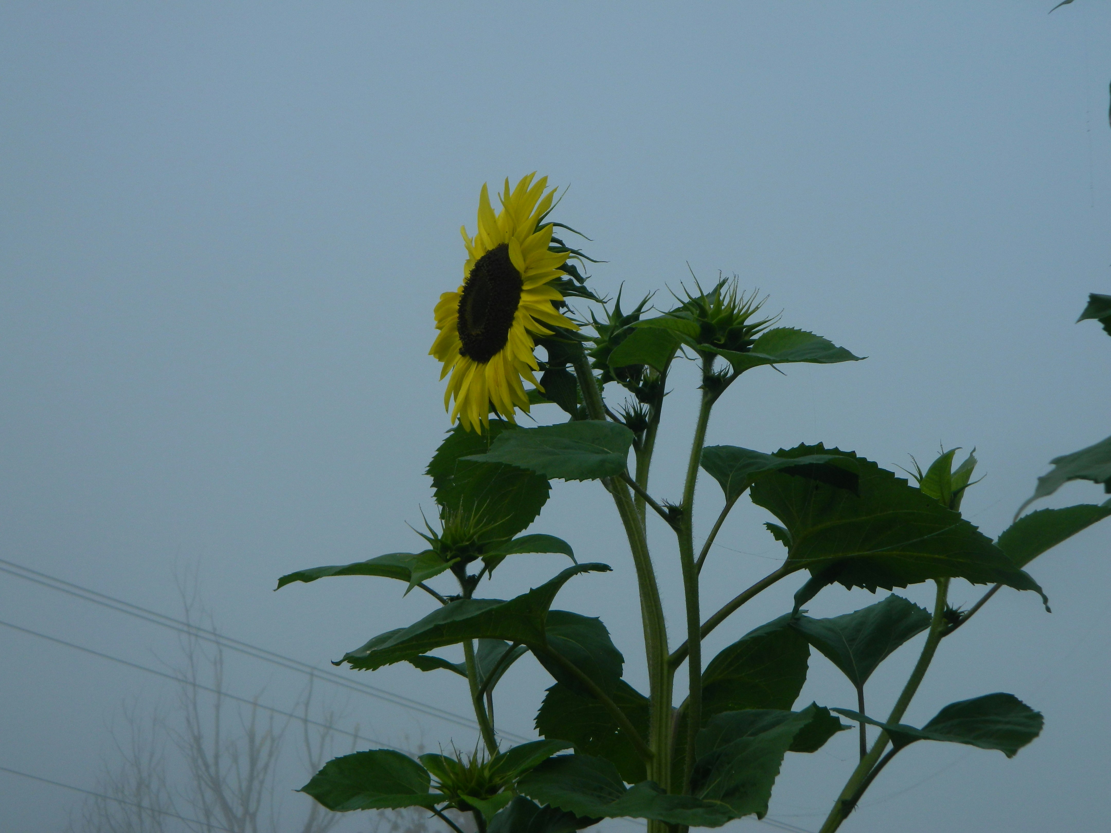 A vibrant sunflower stands tall amidst a muted sky, showcasing its striking yellow petals and dark center. The surrounding foliage adds depth to the composition.