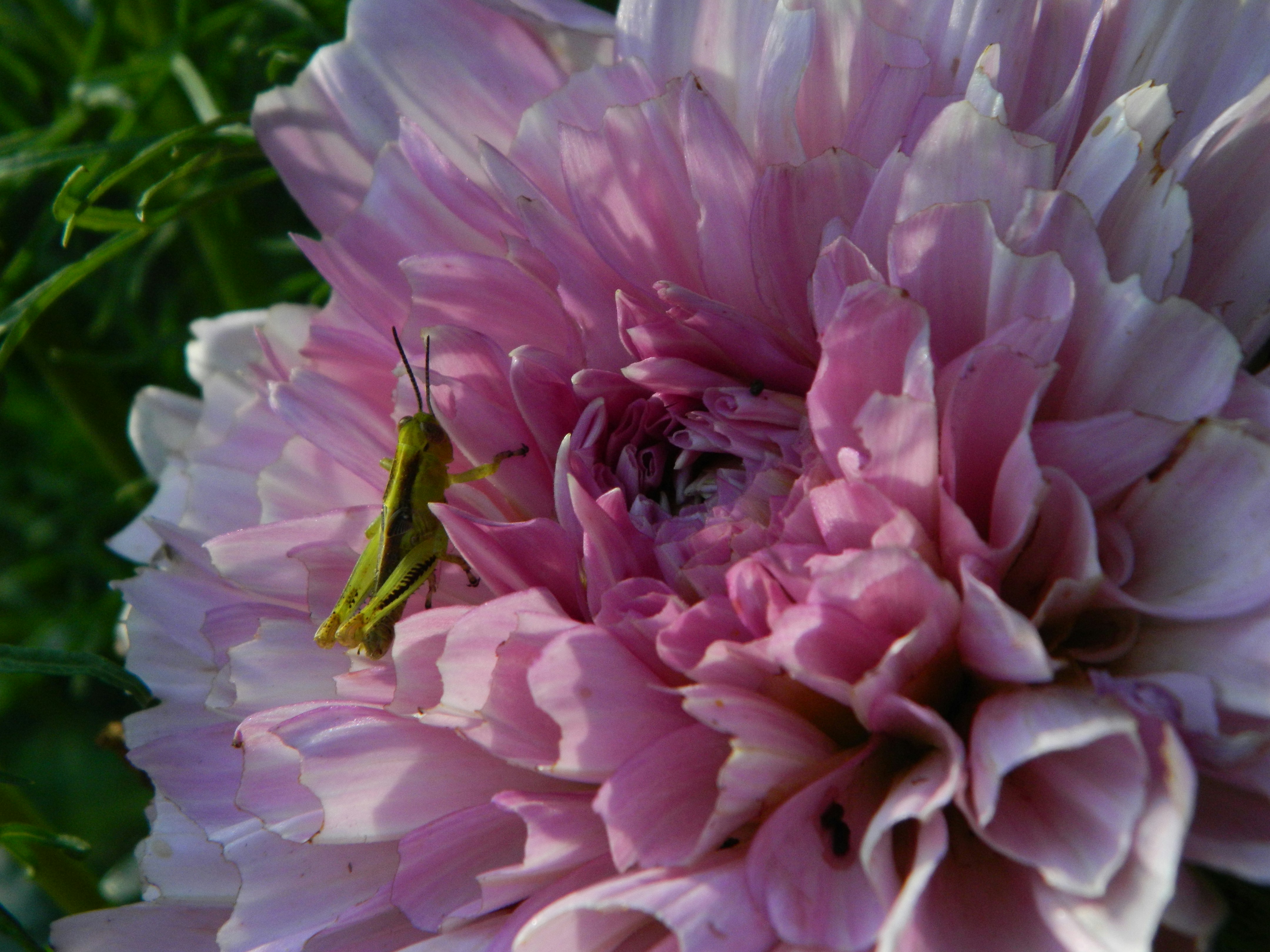 A vibrant grasshopper perched on a delicate pink flower, showcasing the intricate details of both the insect and the bloom.