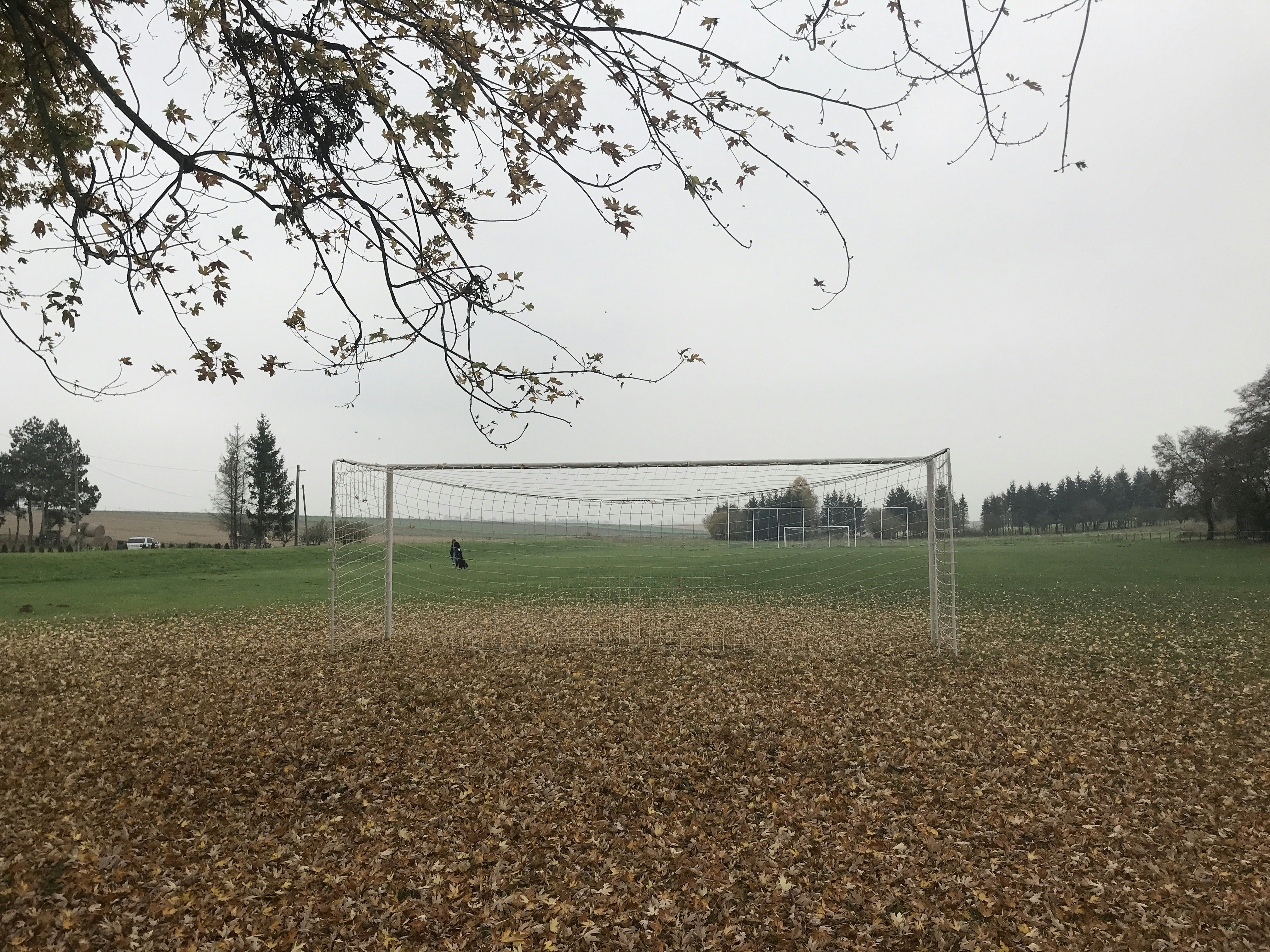 Centered in Autumn: The Leaf-Litter Field Framing a Quiet Goal