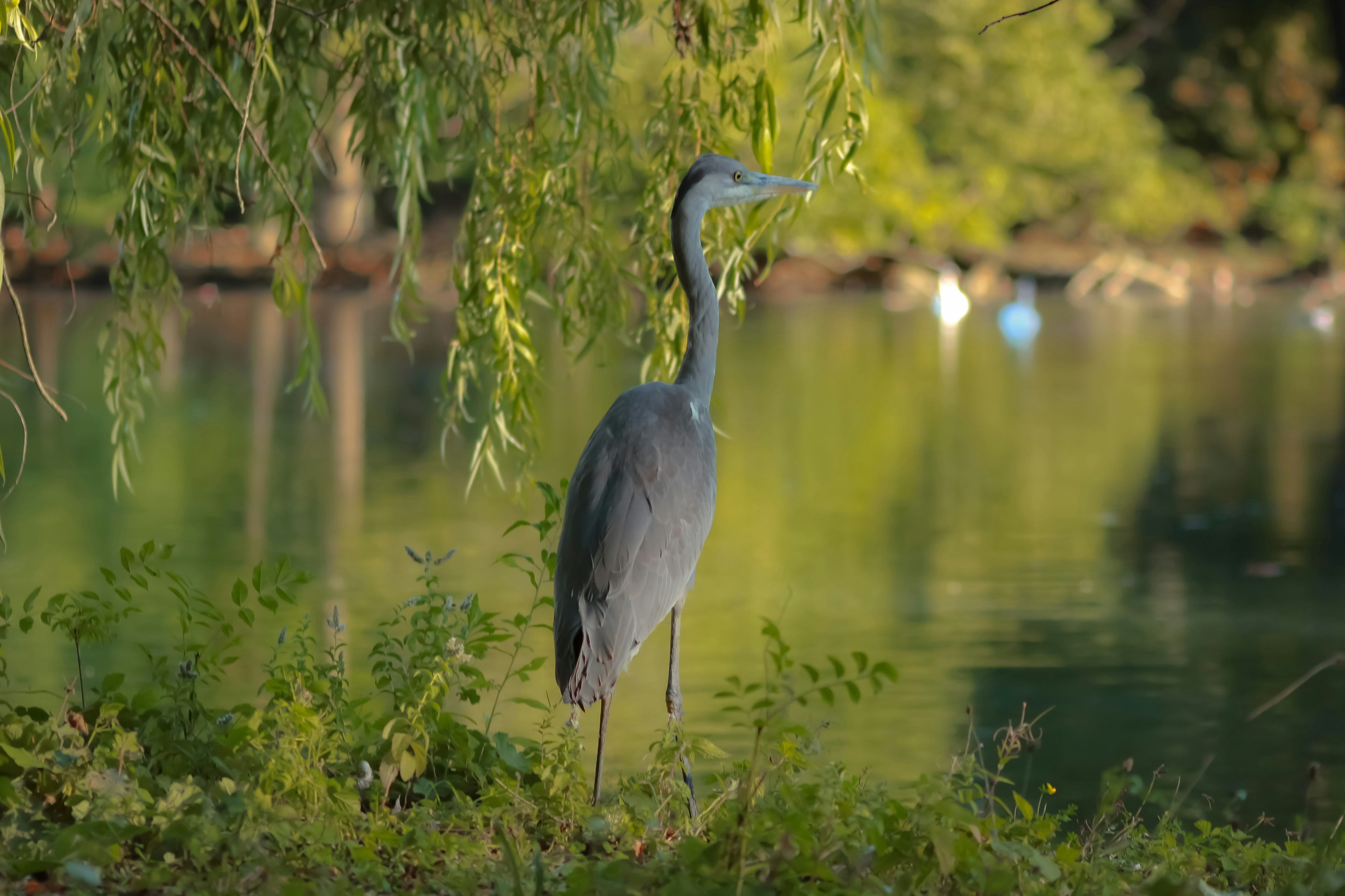 I don’t know the bird name but I just took it randomly 