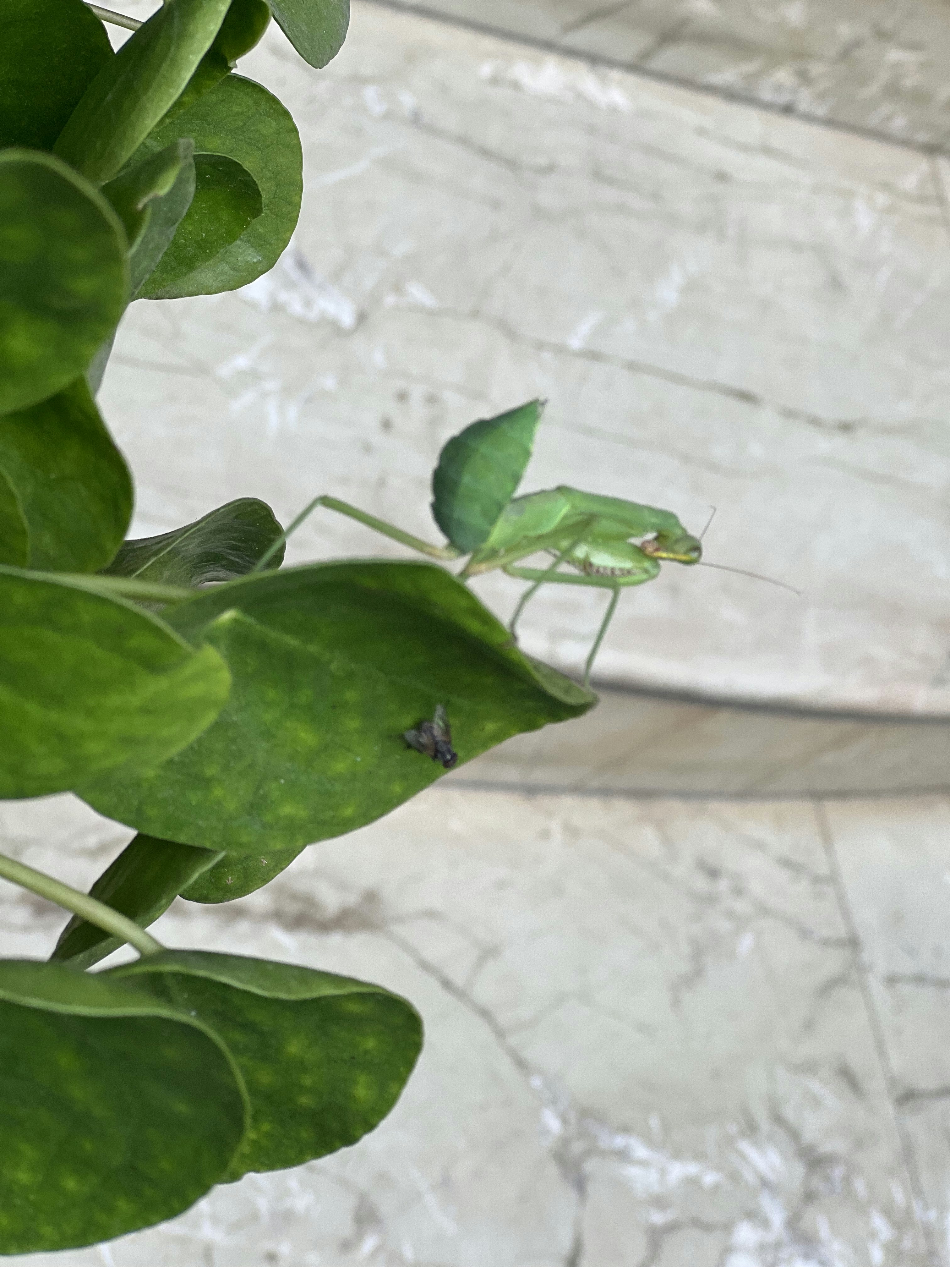Emerald Praying Mantis on a Leaf by Weathered Stone