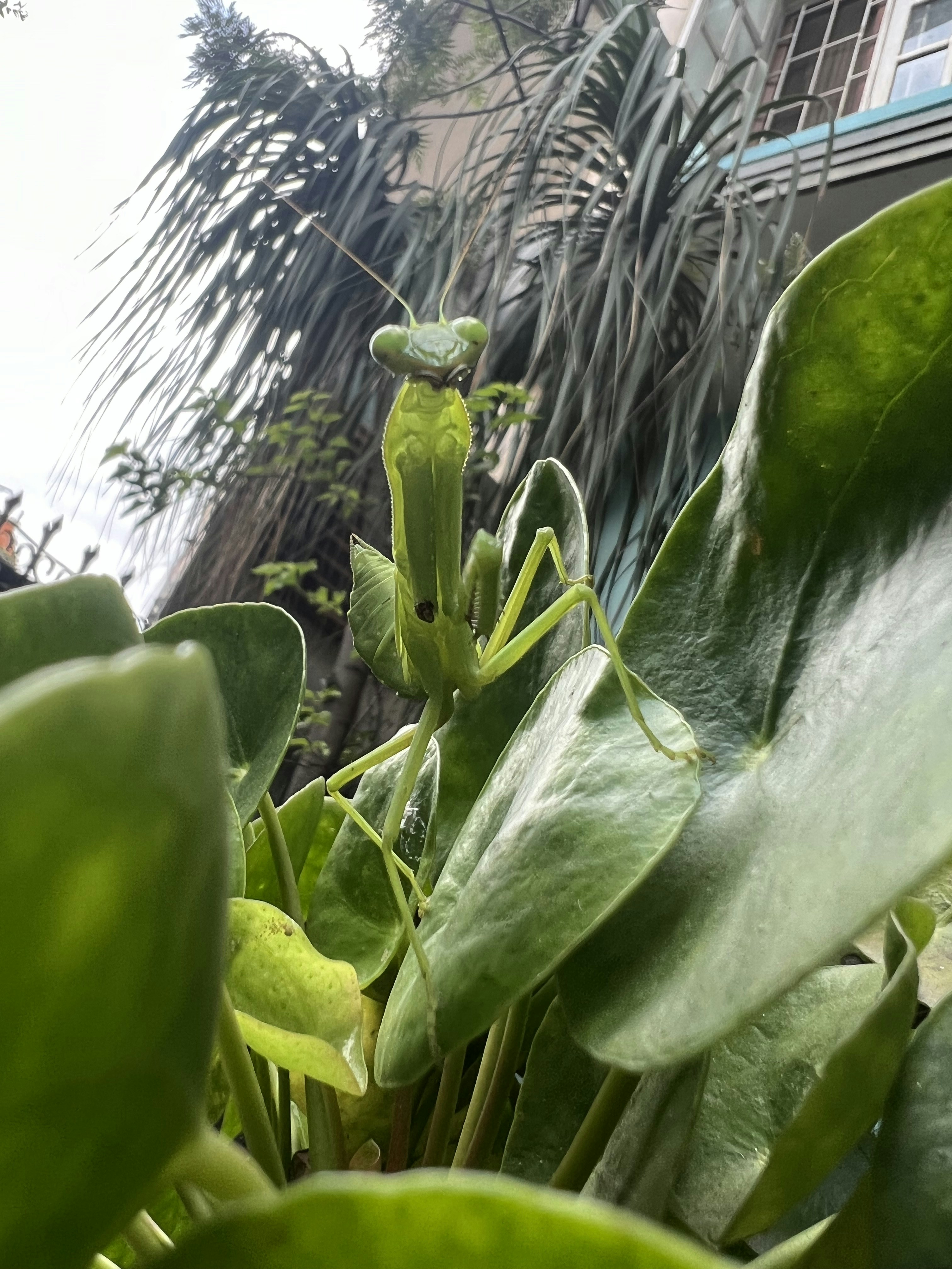 a green insect on a leaf