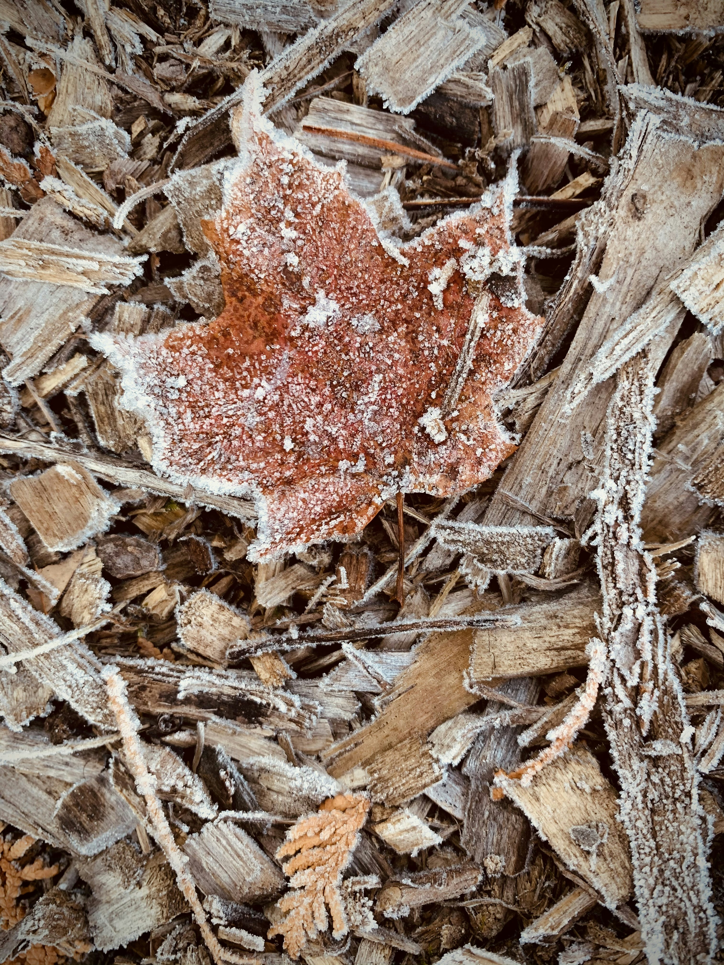 Maple Leaf
