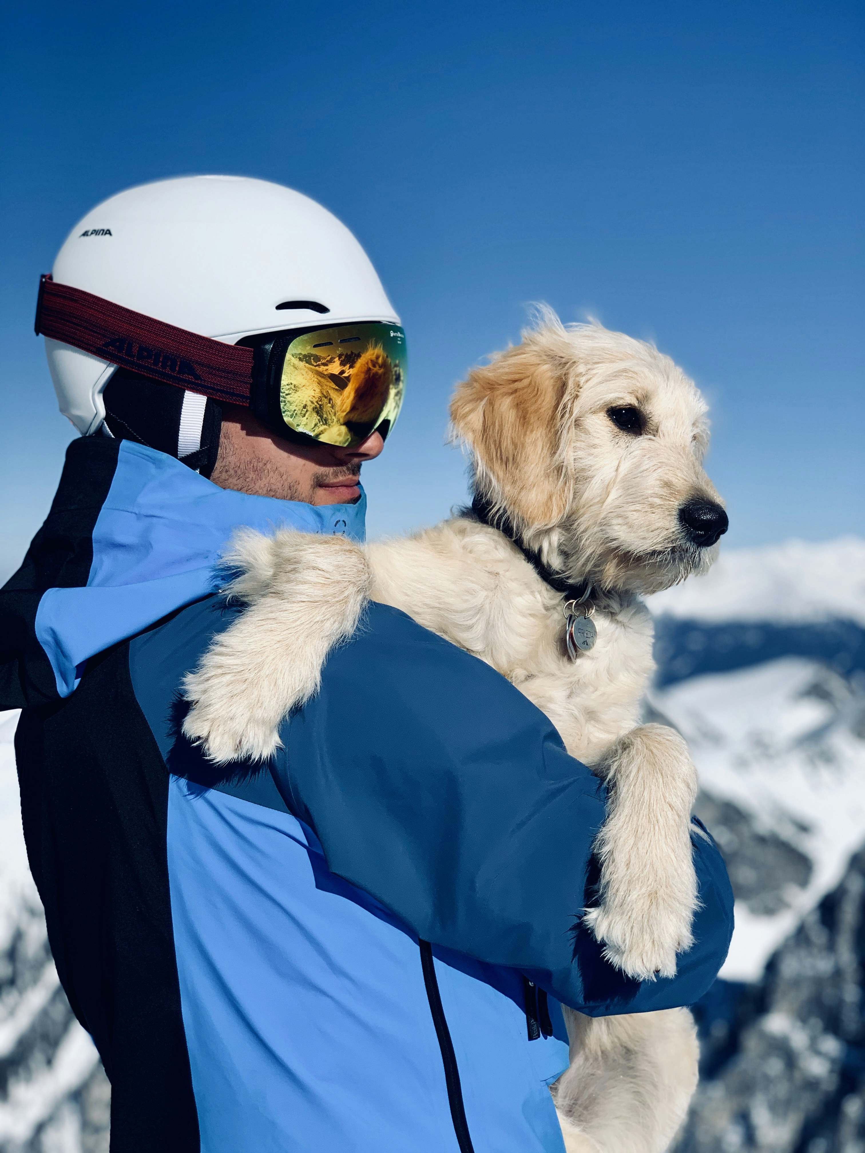 Alpine Bond: A Retriever Cradled by a Snowbound Explorer