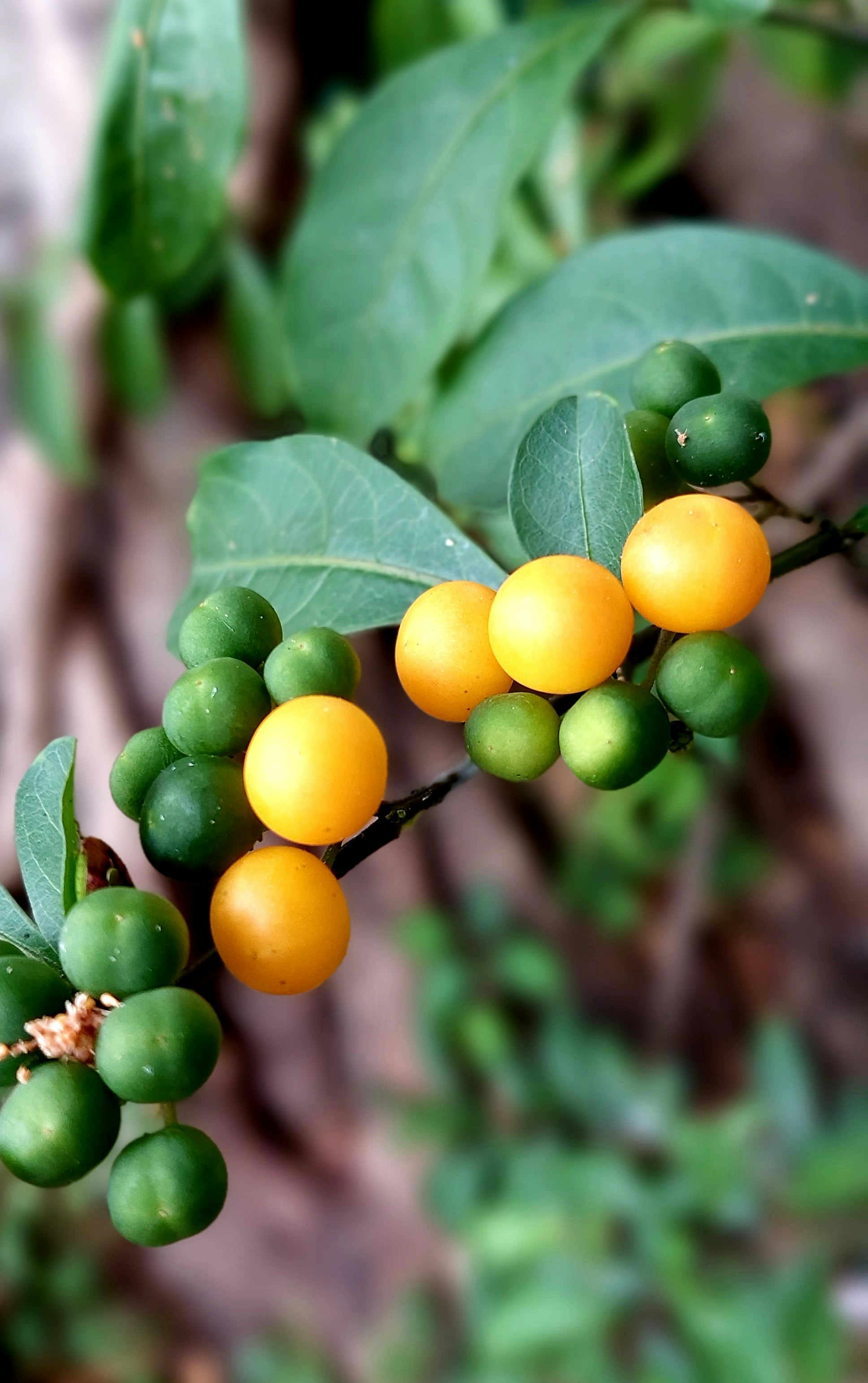 Cluster of vibrant yellow and green berries nestled among lush leaves, showcasing nature's diversity. The composition highlights the interplay of color and texture.