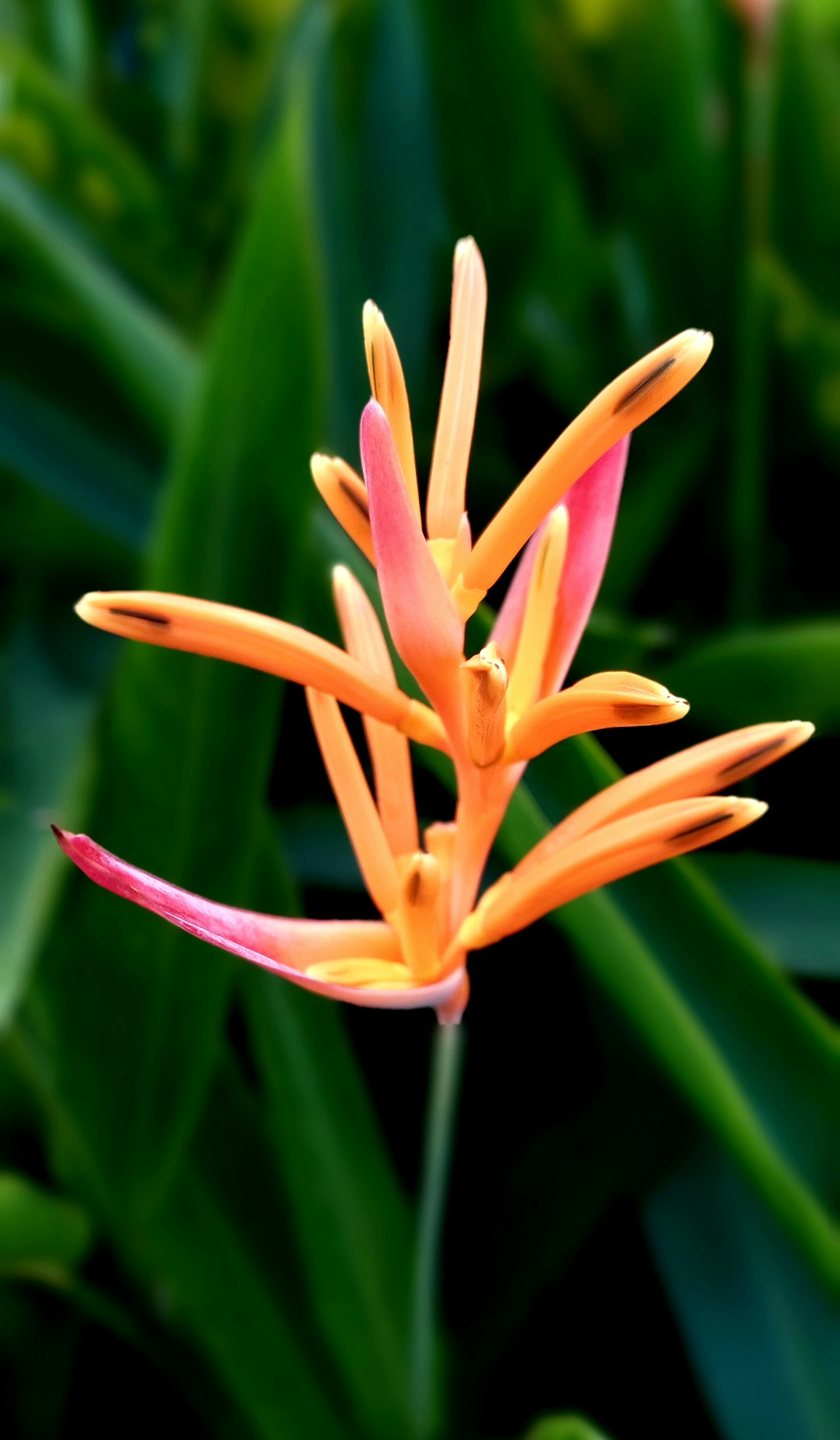 Close-up photograph of an orange heliconia bloom with pink-tipped petals against a blurred green backdrop. The composition emphasizes bold color and delicate petal structure.