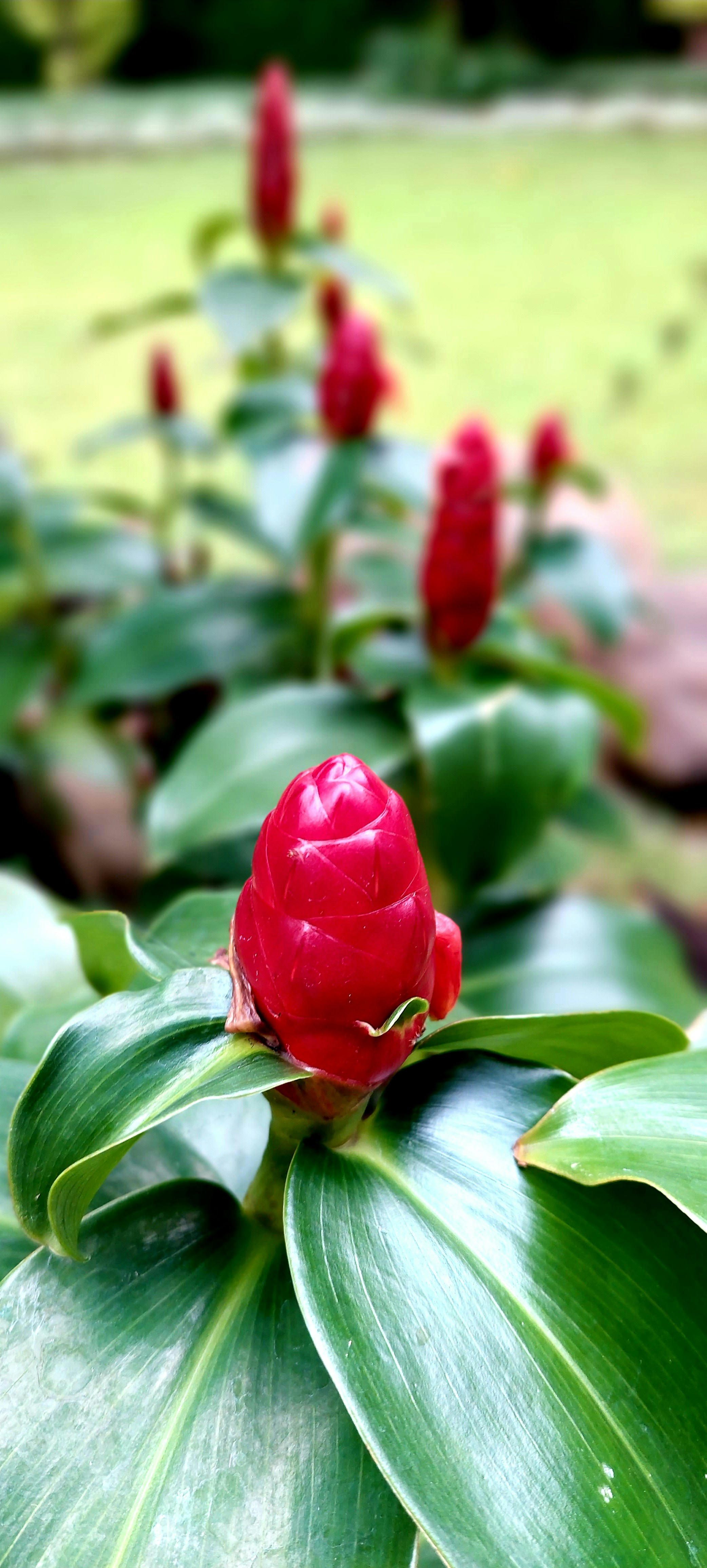 Crimson Bud Amid Broad Green Leaves