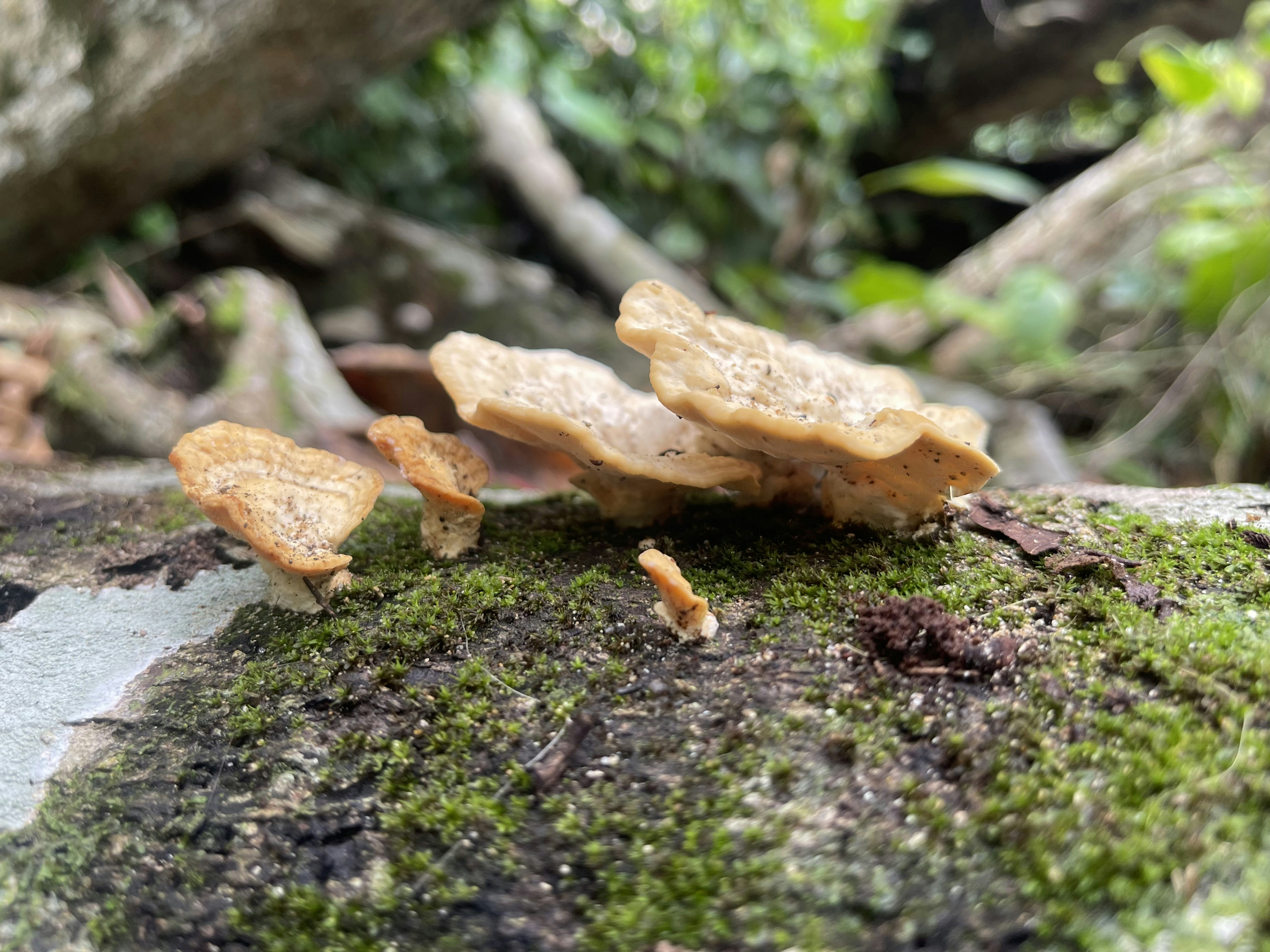 Tiny shelf fungi cluster on a moss-covered log
