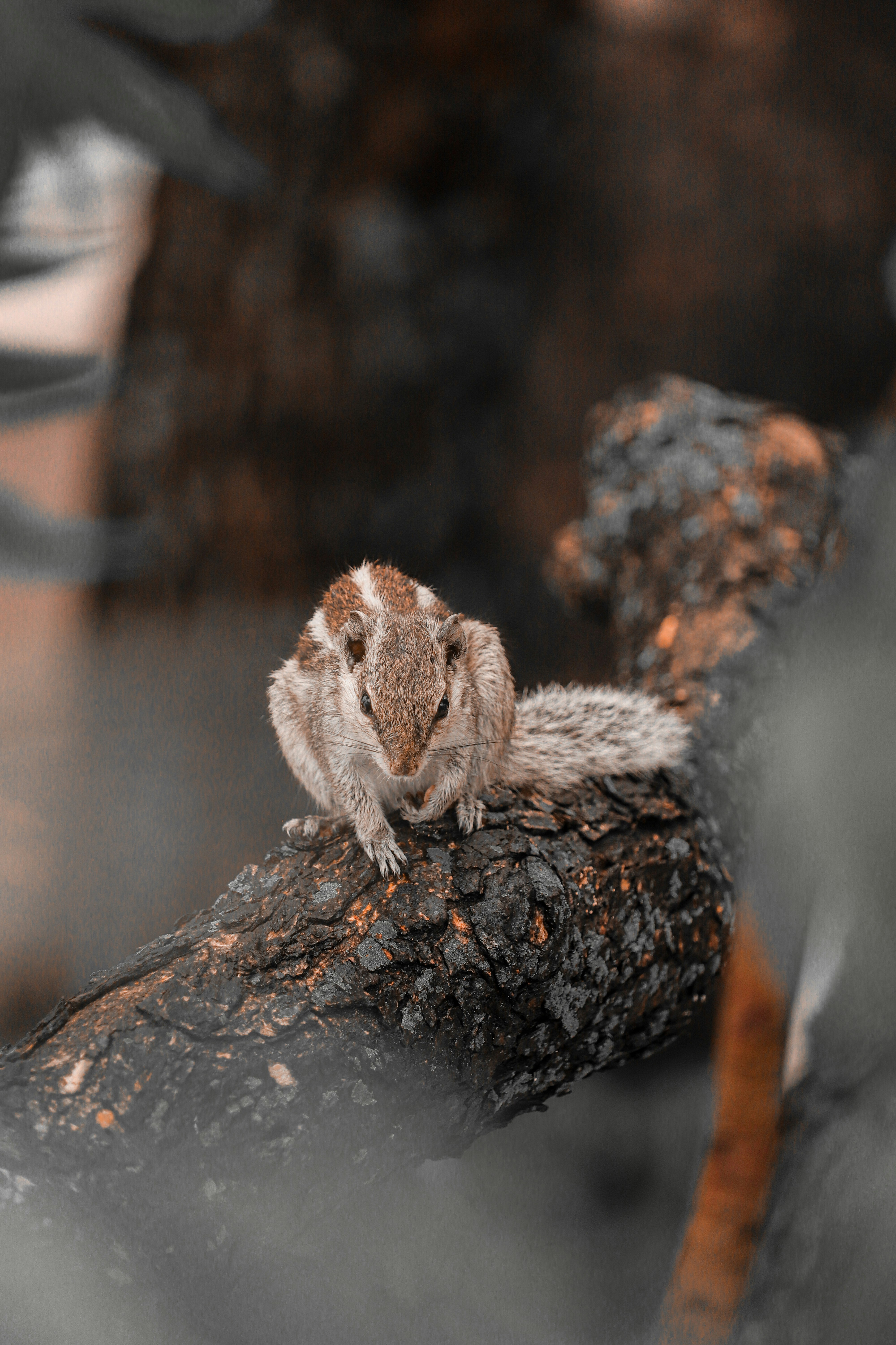 A small animal on a branch photo – Free Human Image on Unsplash