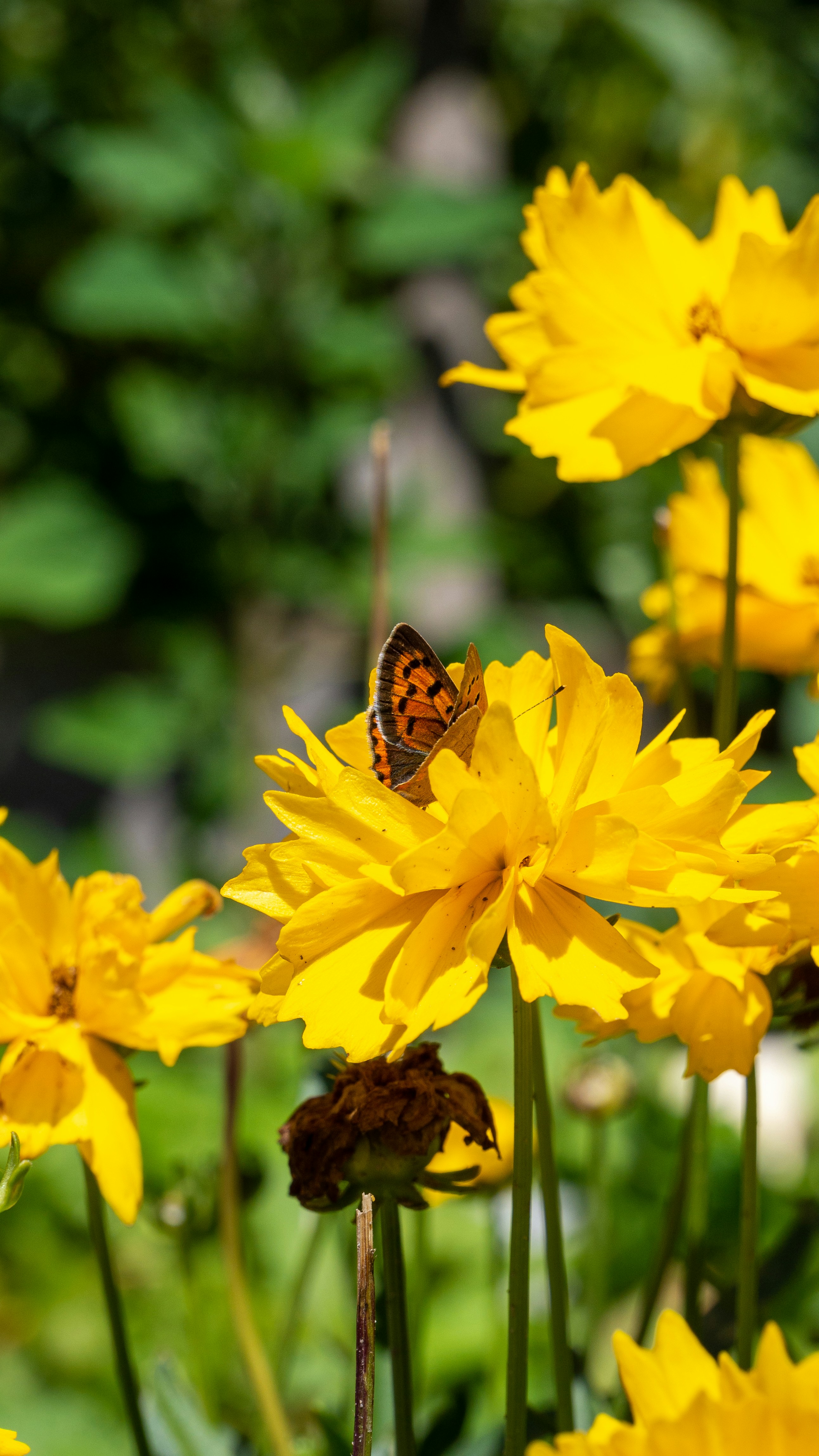 A Delicate Butterfly Perches on a Sunlit Yellow Bloom