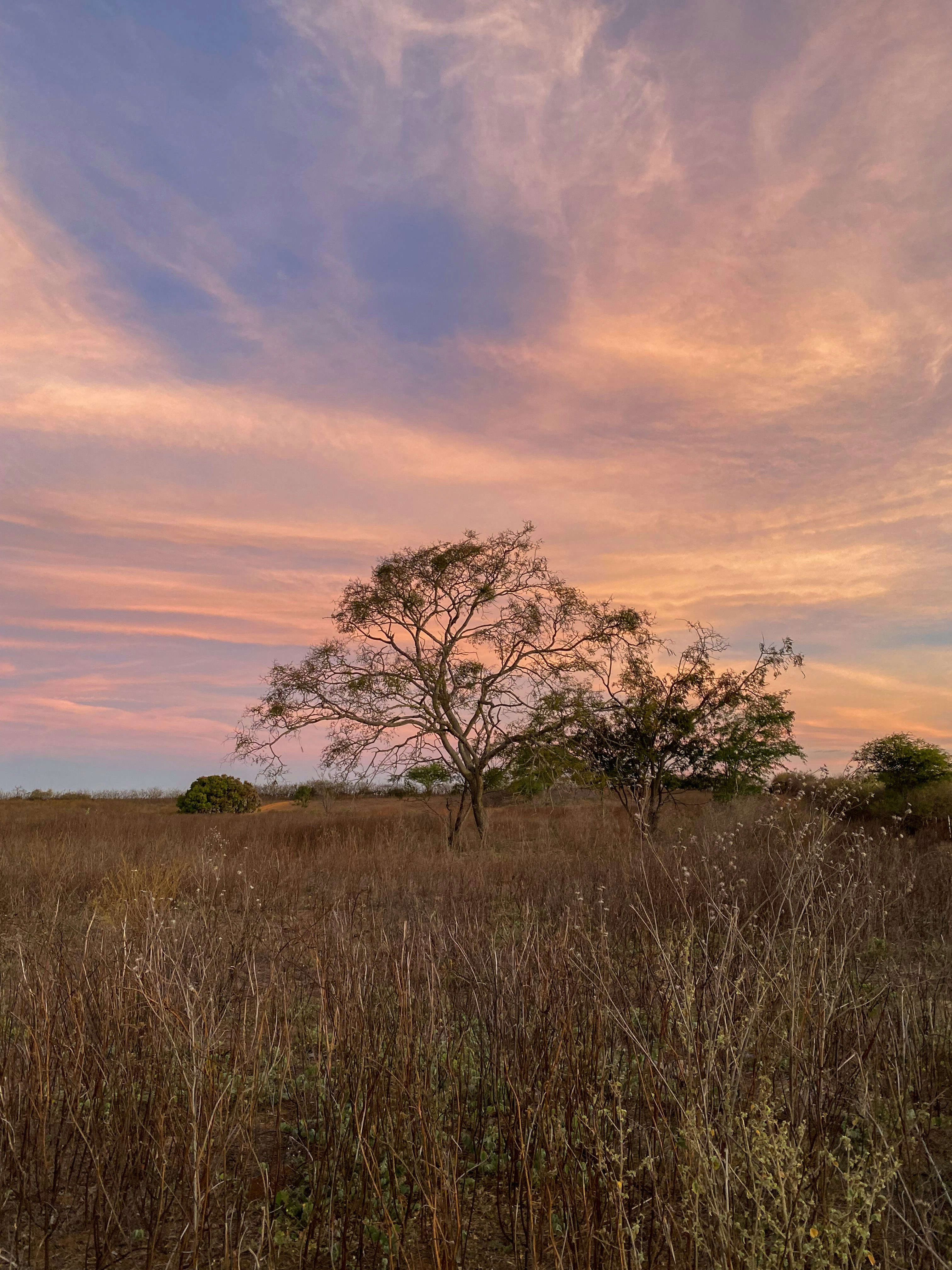 Sertão | 13 best free sertao, outdoor, brazil and plant photos on Unsplash