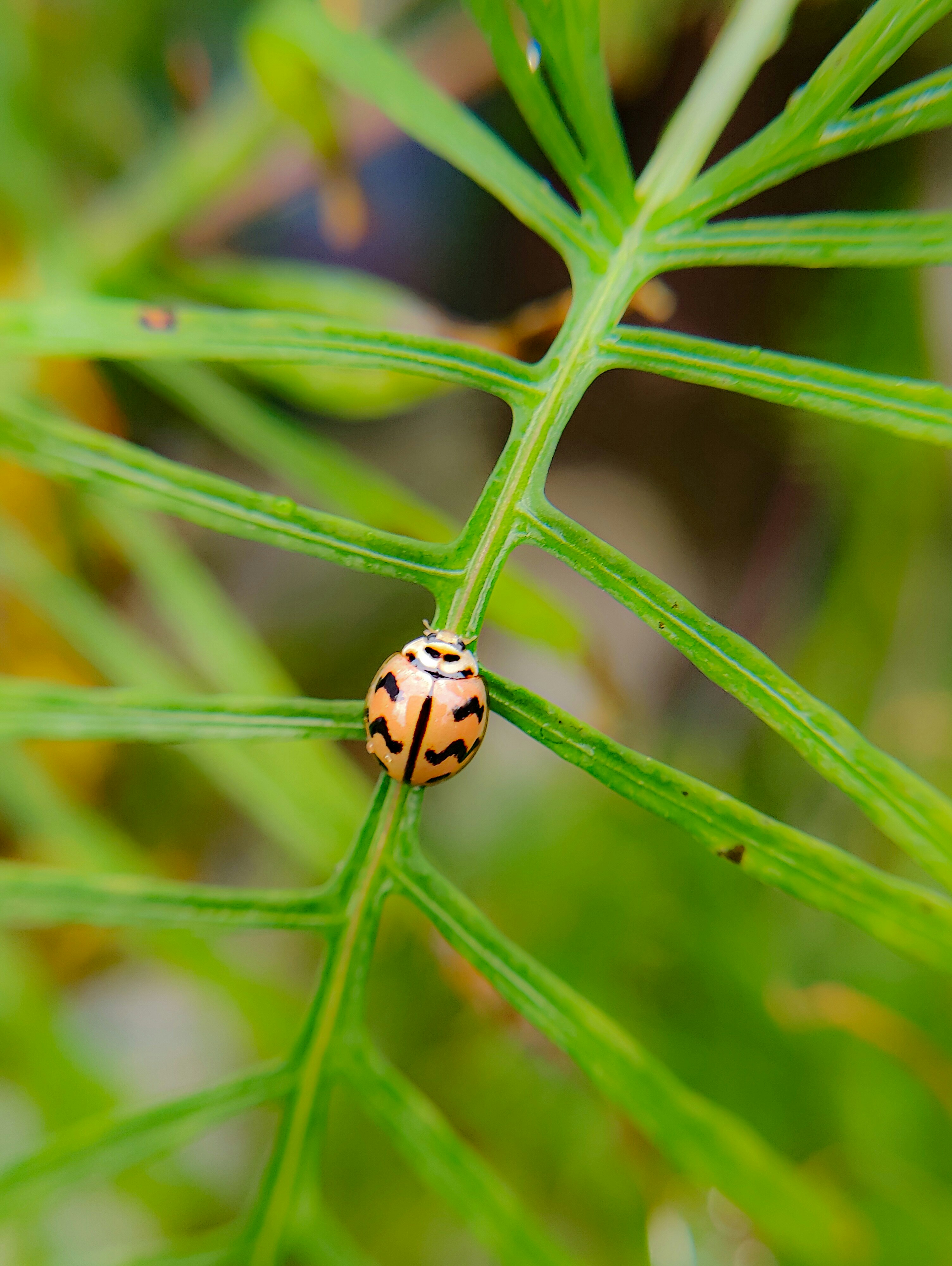 Striated Beetle on Green Vein: a Macro Moment