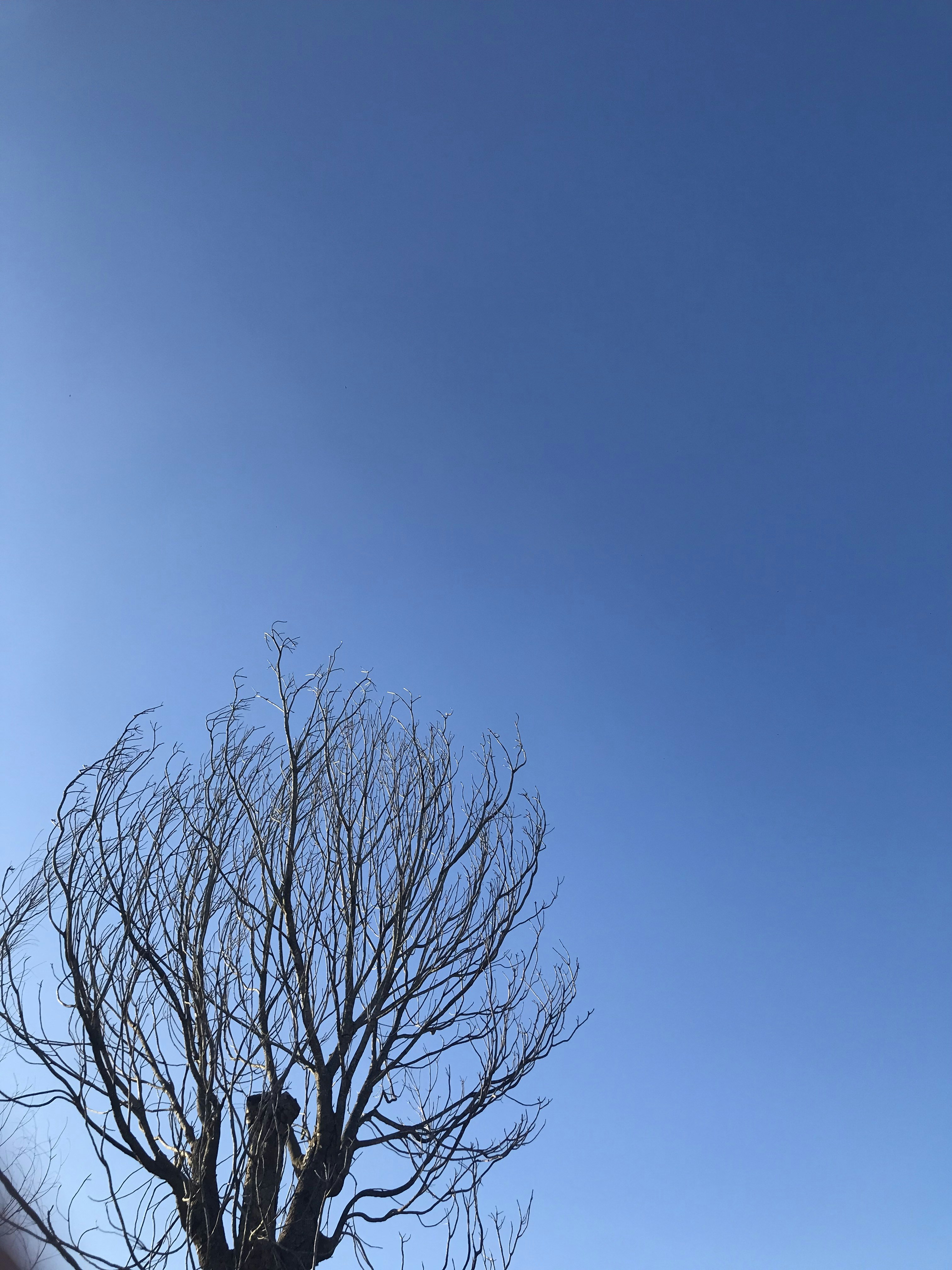 A leafless tree stands against a clear blue sky, embodying the stark beauty of winter's embrace.
