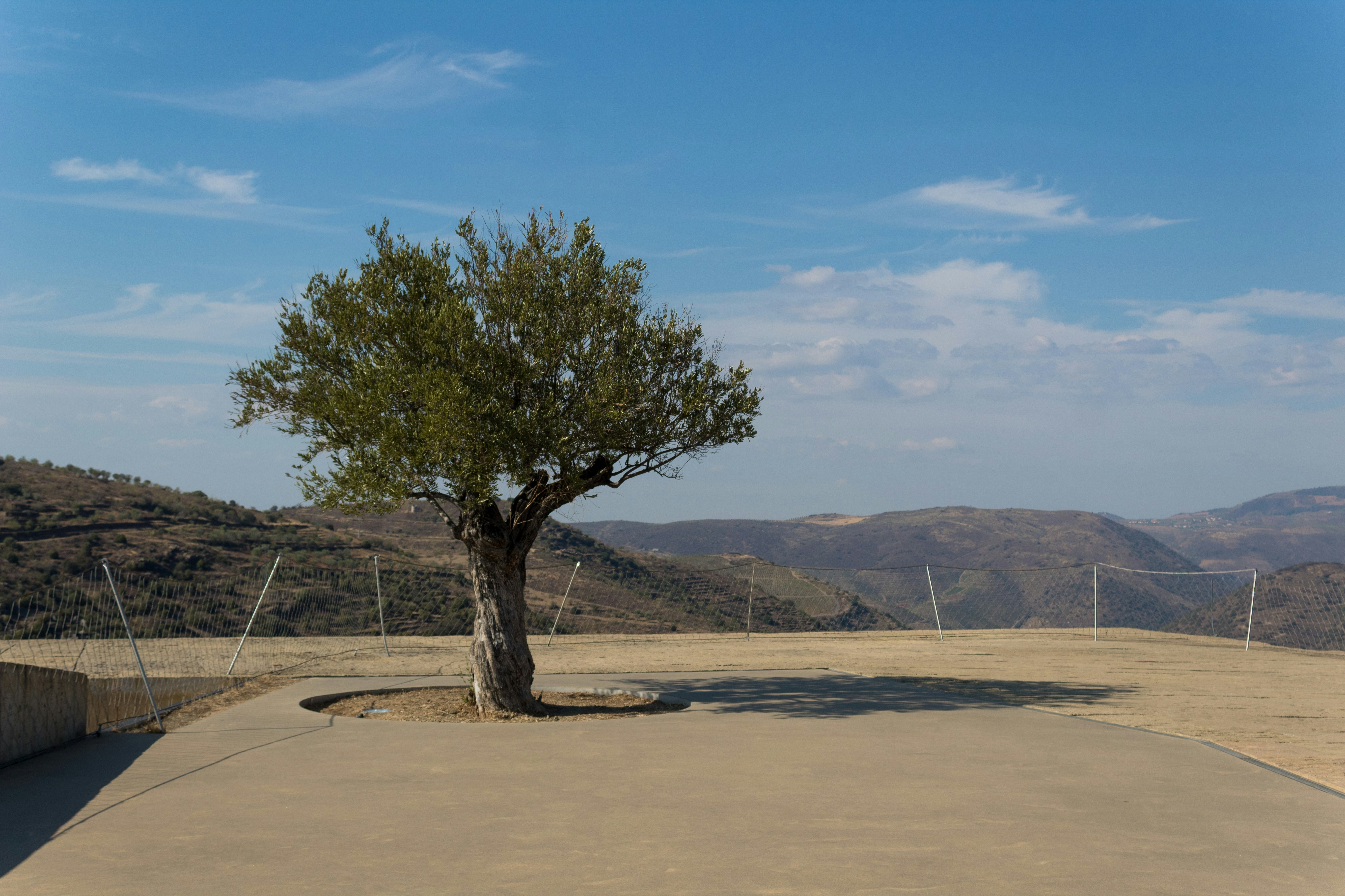 A tree on the roof at the Côa Museum.