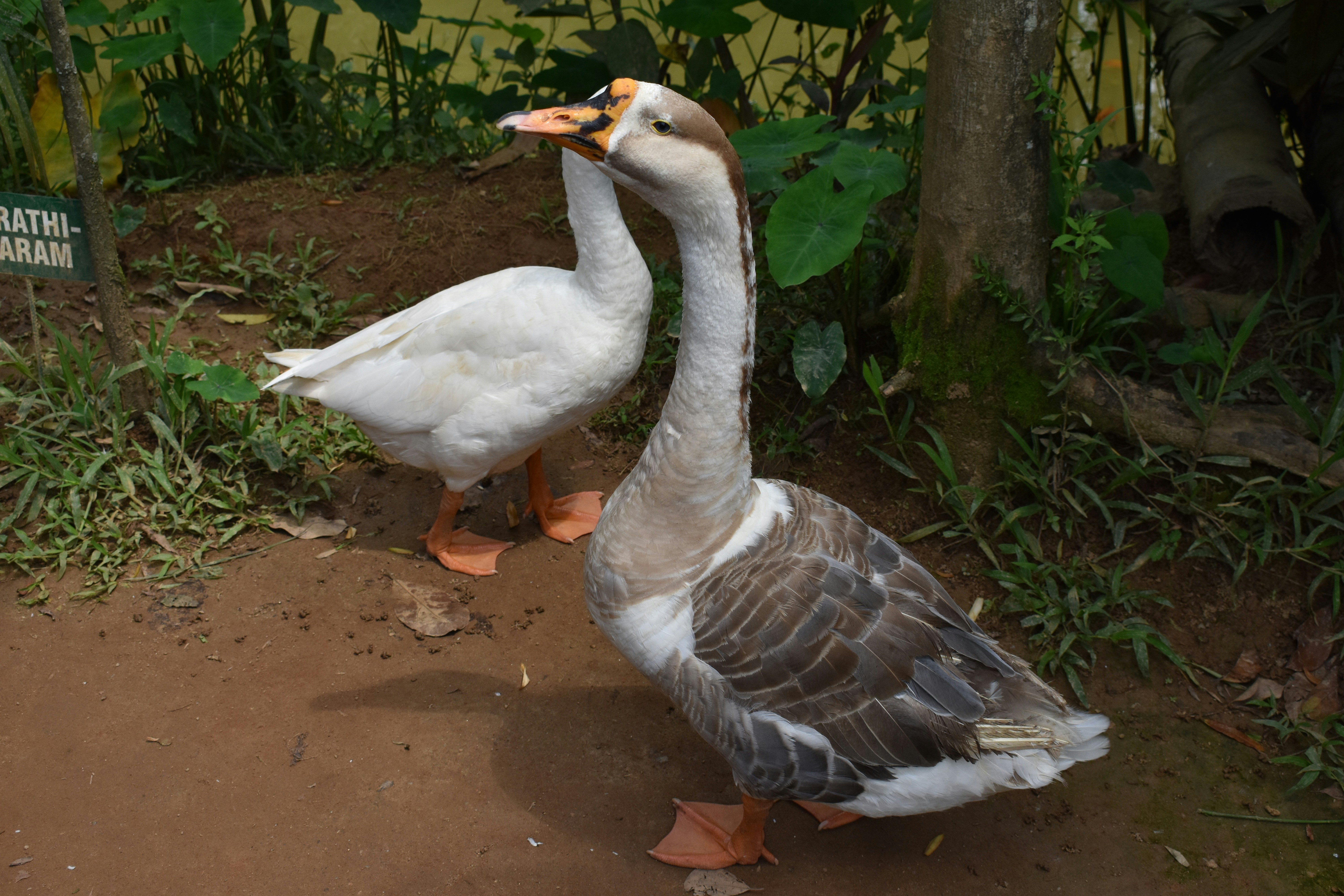 Two geese, one gray and one white, stand on a dirt path surrounded by lush greenery, showcasing their natural habitat.