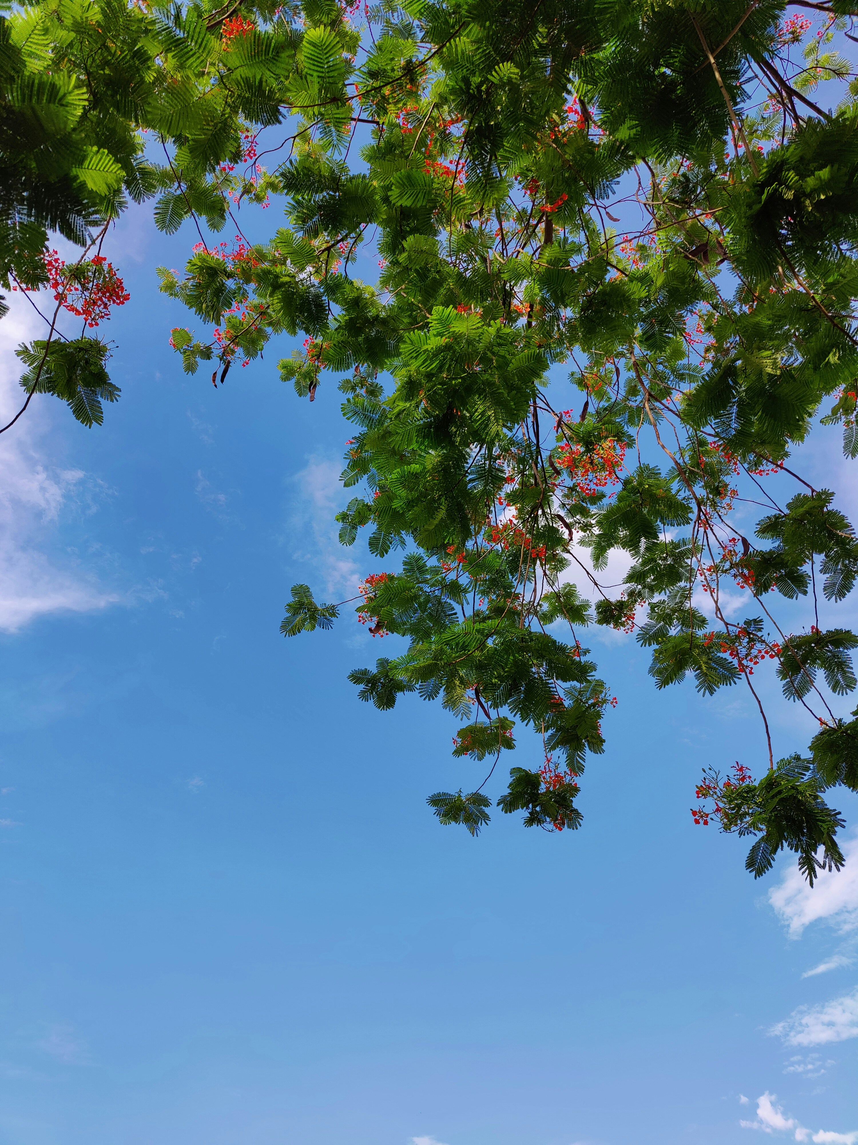 Vibrant green leaves with splashes of red blossoms against a clear blue sky.
