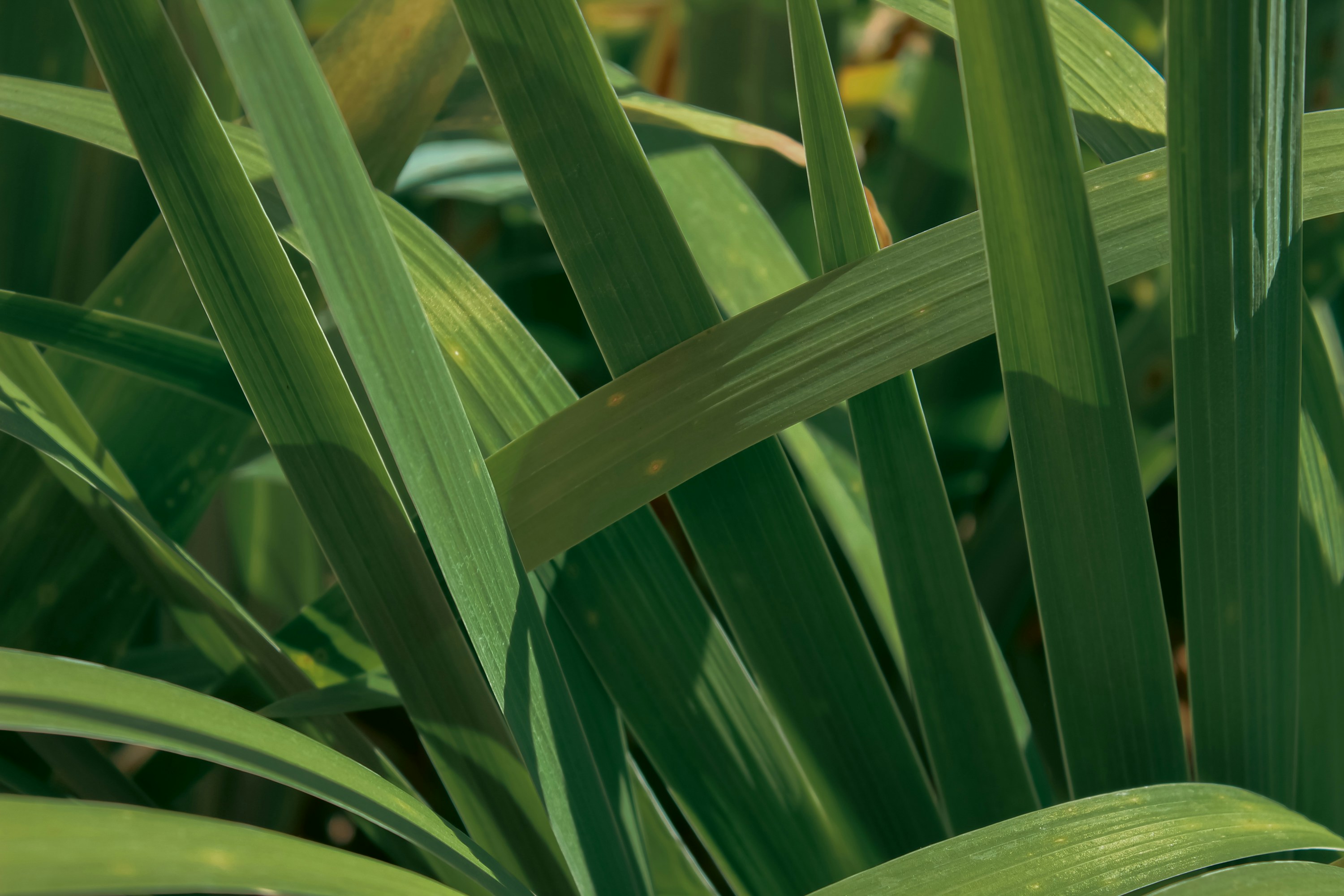 Close-up of vibrant green leaves interwoven in a natural pattern, highlighting their textures and light interplay.