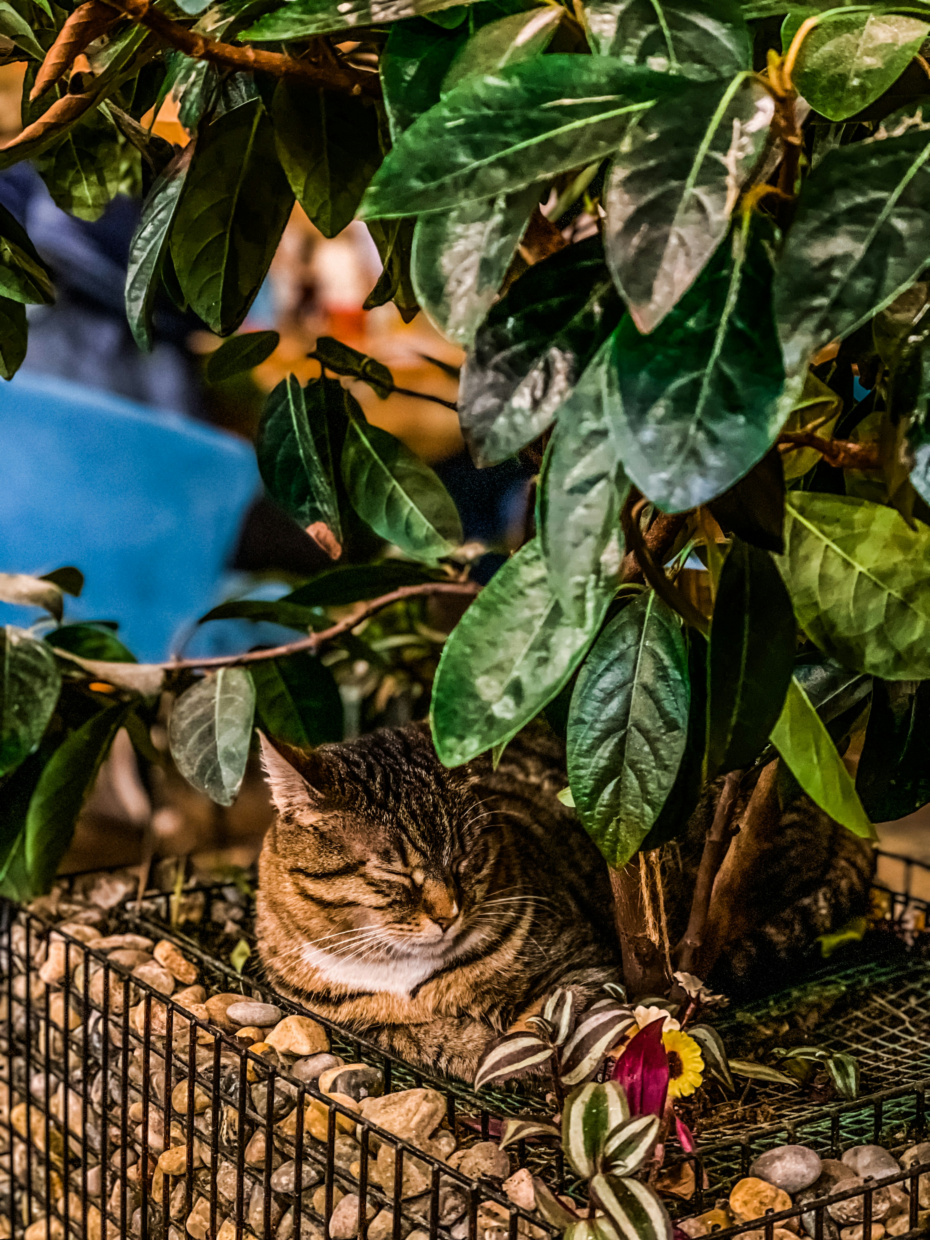 Un chat dormant sous un arbre photo – Photo Dinde Gratuite sur Unsplash