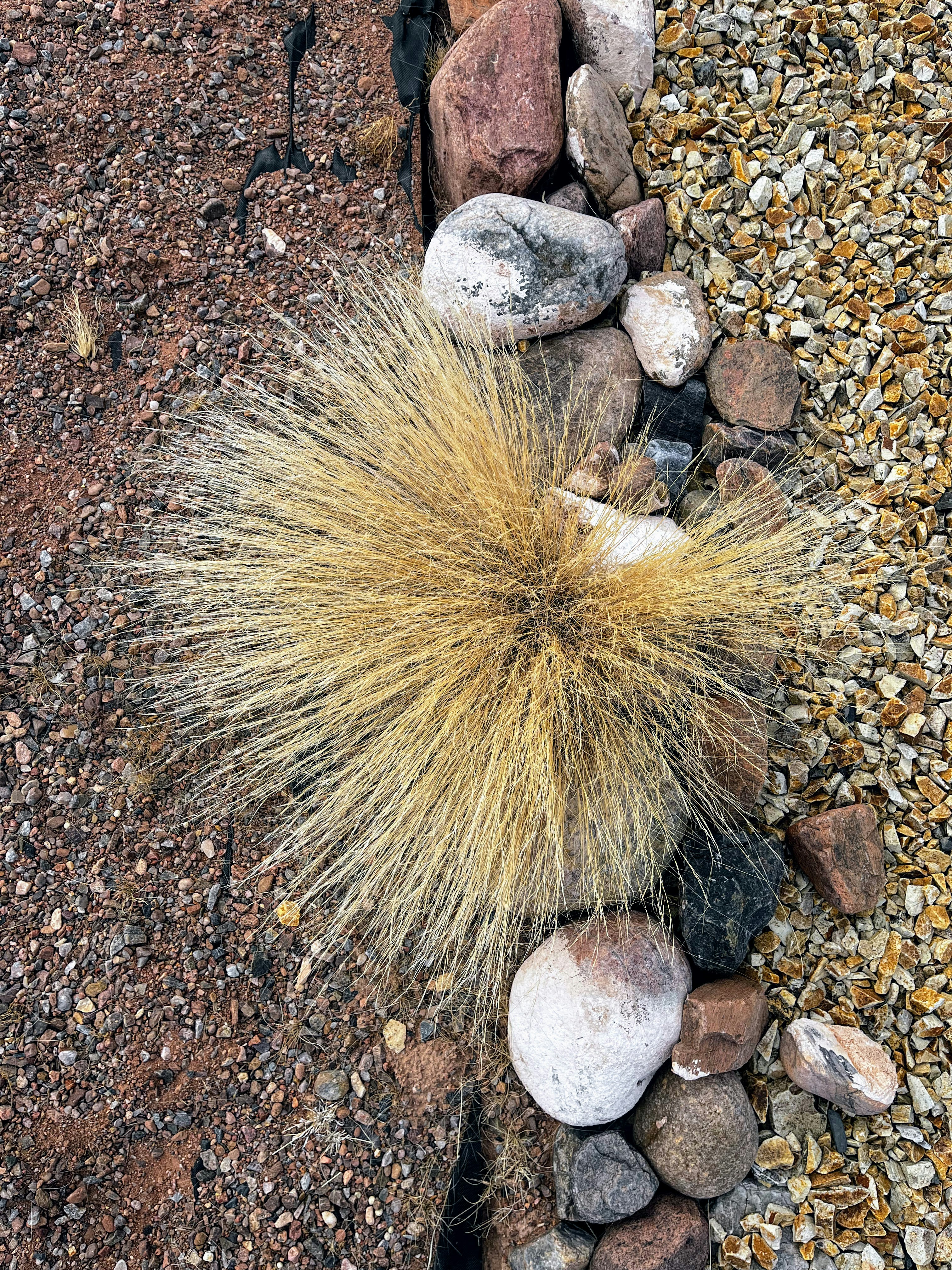 Gold-Tipped Grass Cluster Framed by Earth-Toned Gravel
