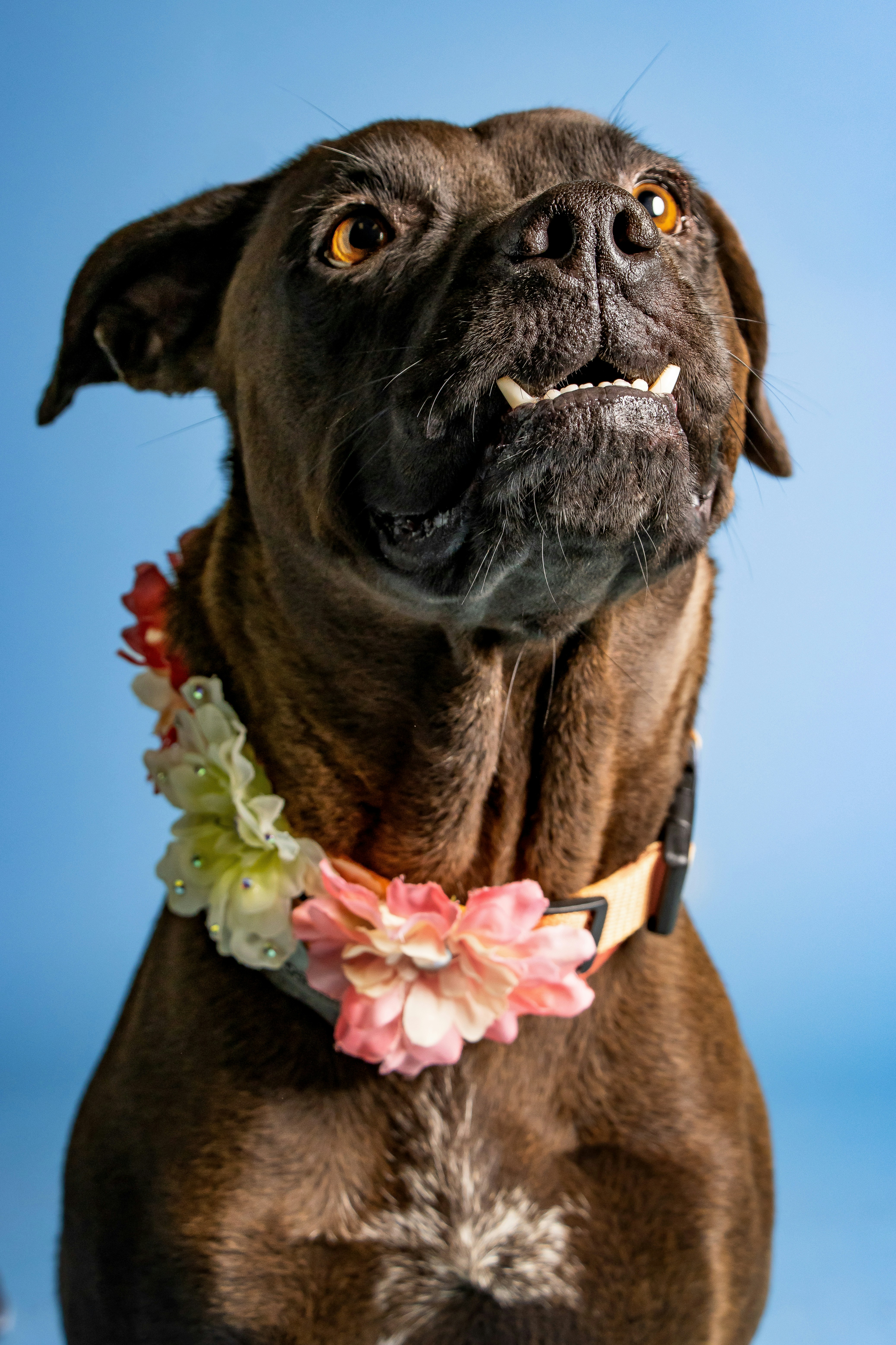 Foto Un perro con una flor en la boca – Imagen Adulto gratis en Unsplash