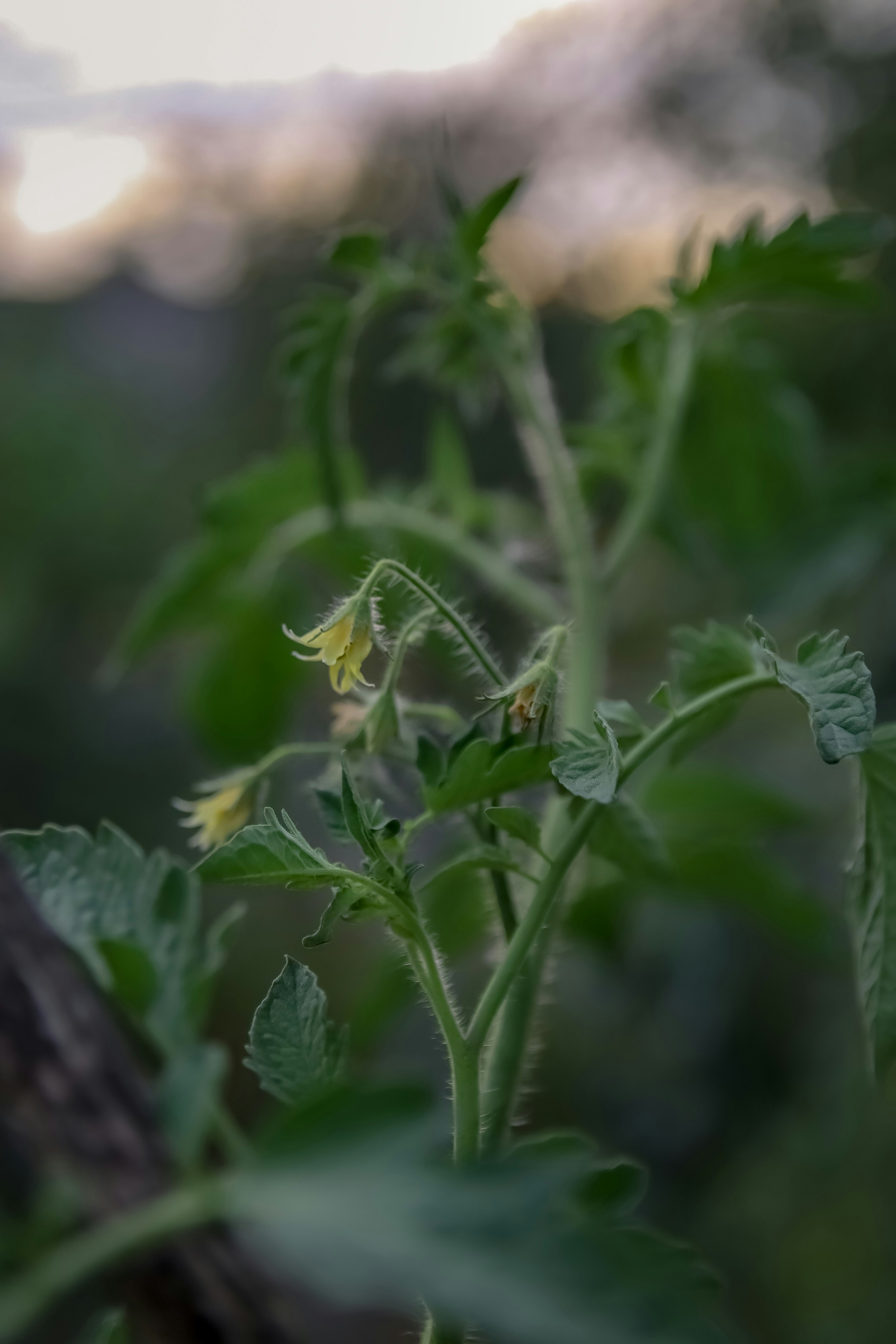 Tomato Bloom in Velvet Bokeh: a Close-Up at Dusk
