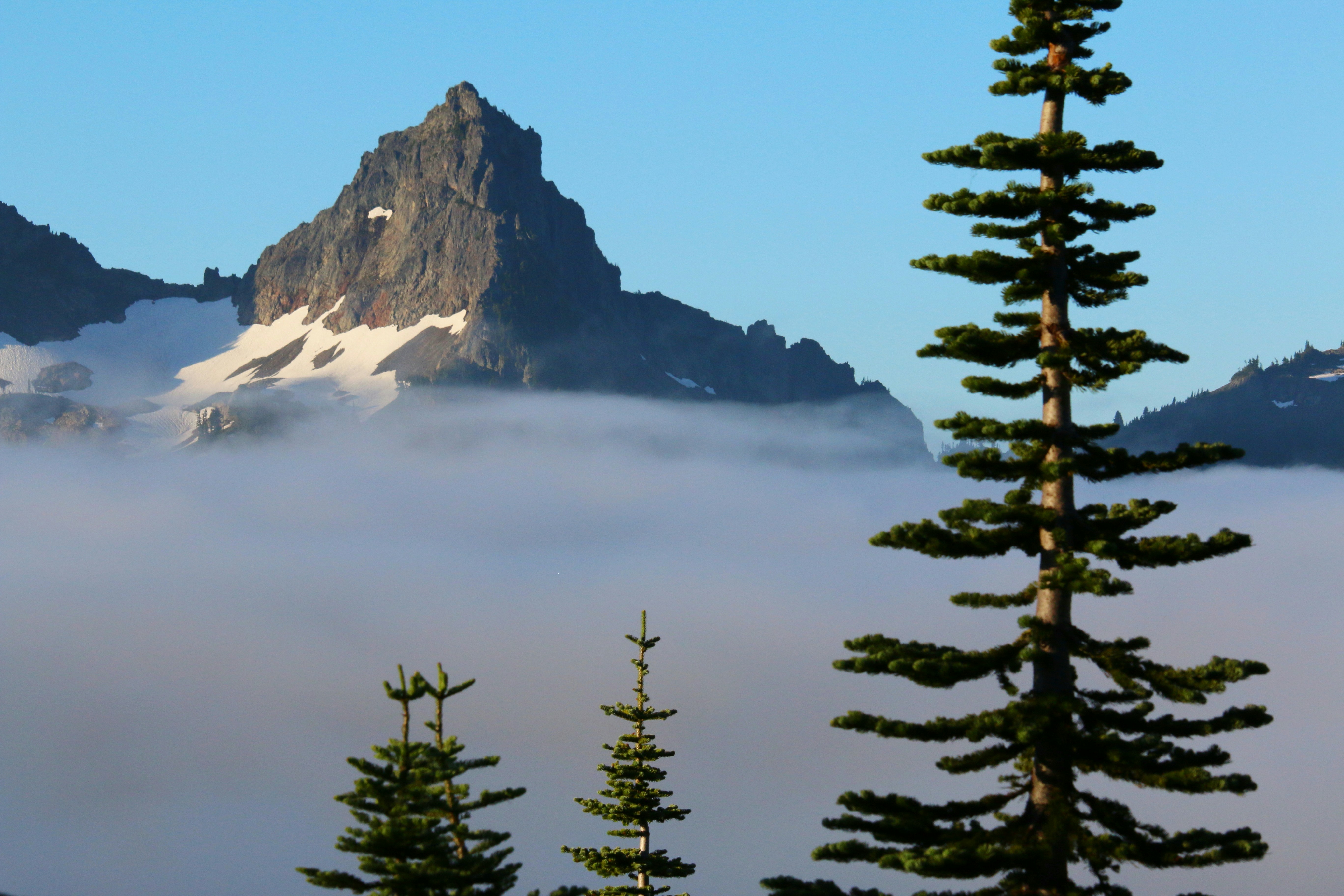 Peak Above the Mist: A Lone Pine Framed by Snowy Ridge