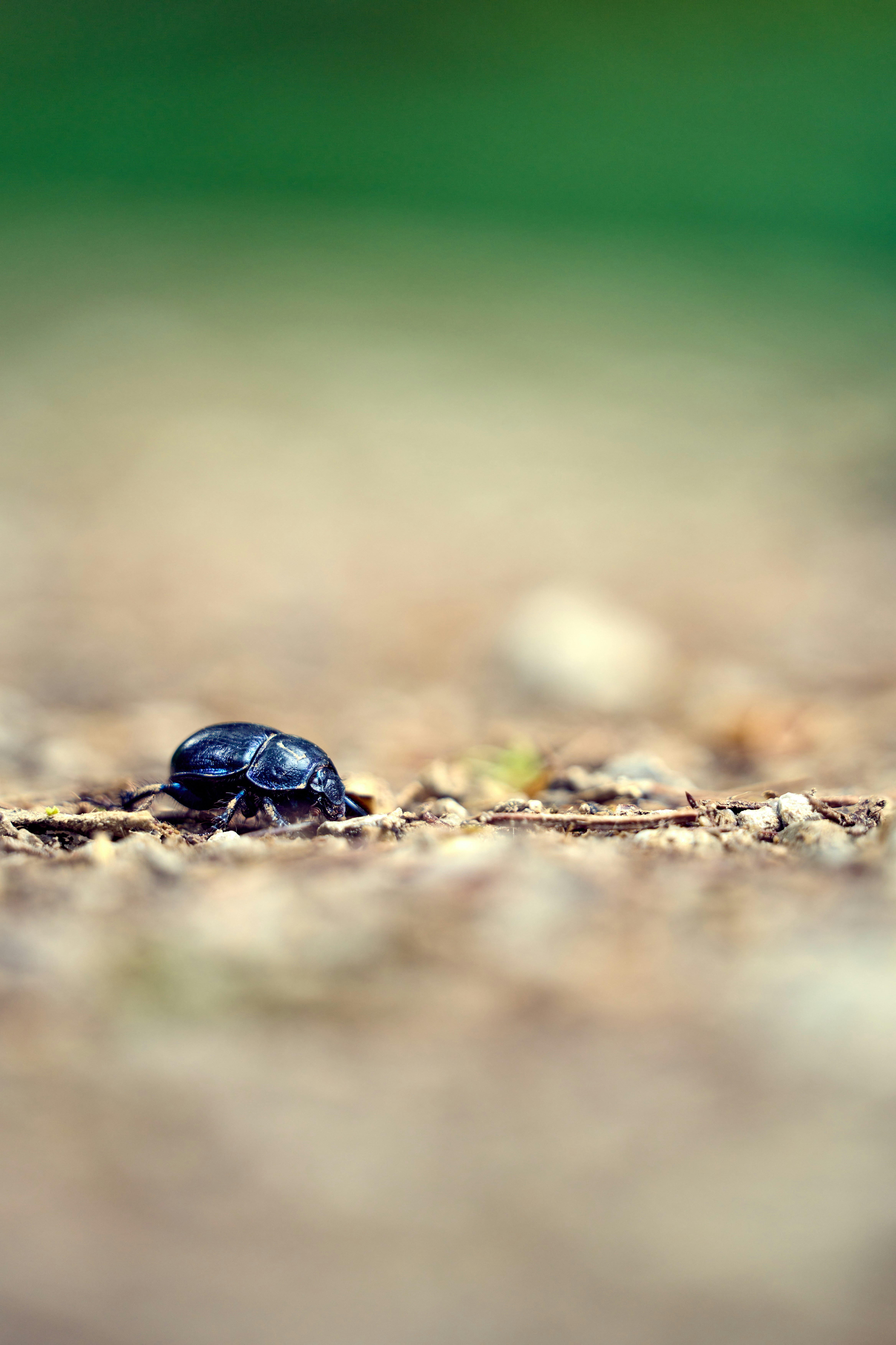 A small blue and black beetle photo – Free Brown Image on Unsplash