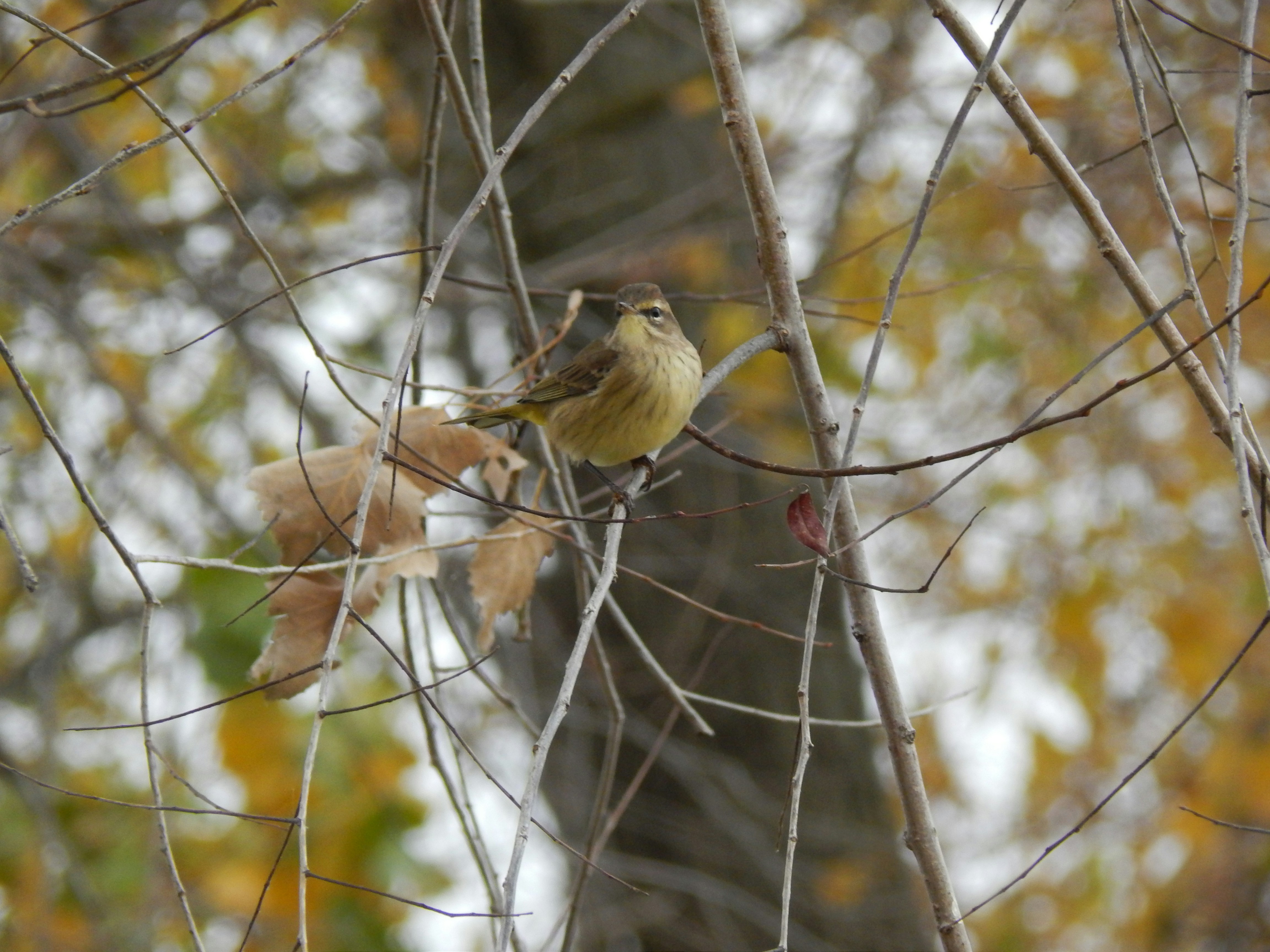 Photo by Josie Weiss with Nikon Coolpix L820