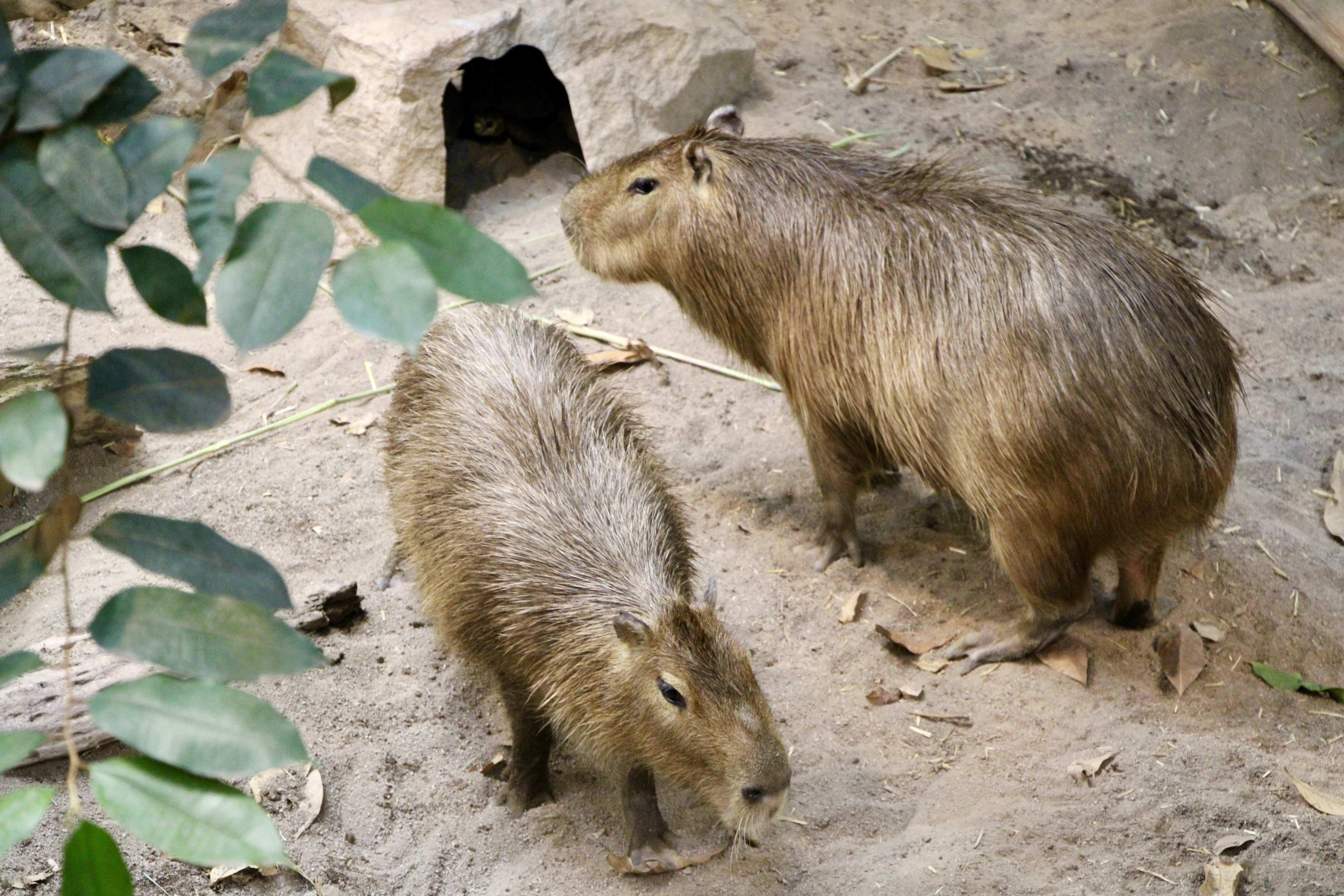Grounded Duo: Two Rodents in a Sandy Patch