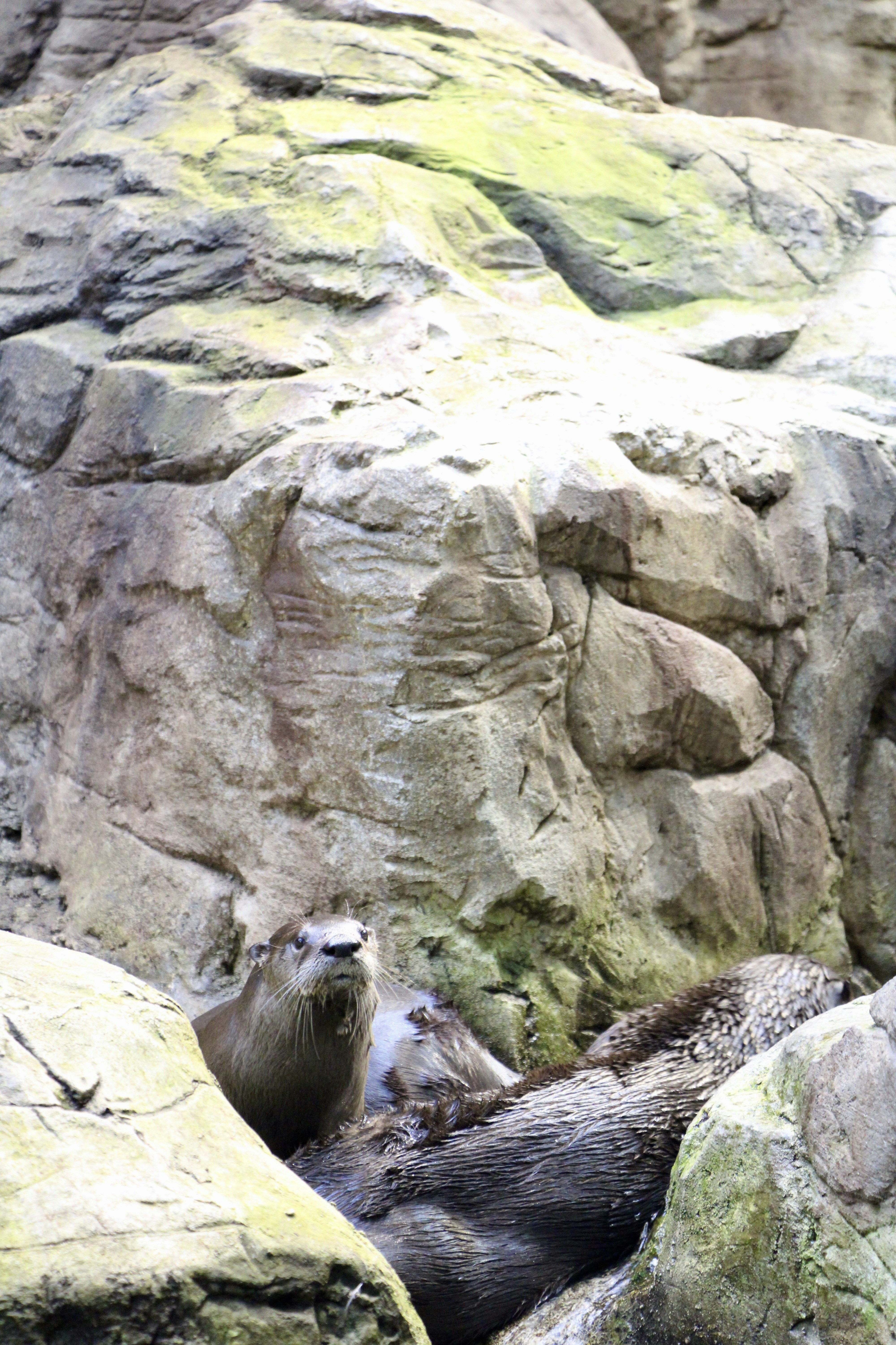 Otters at Rest Among Mossy Granite Crevices