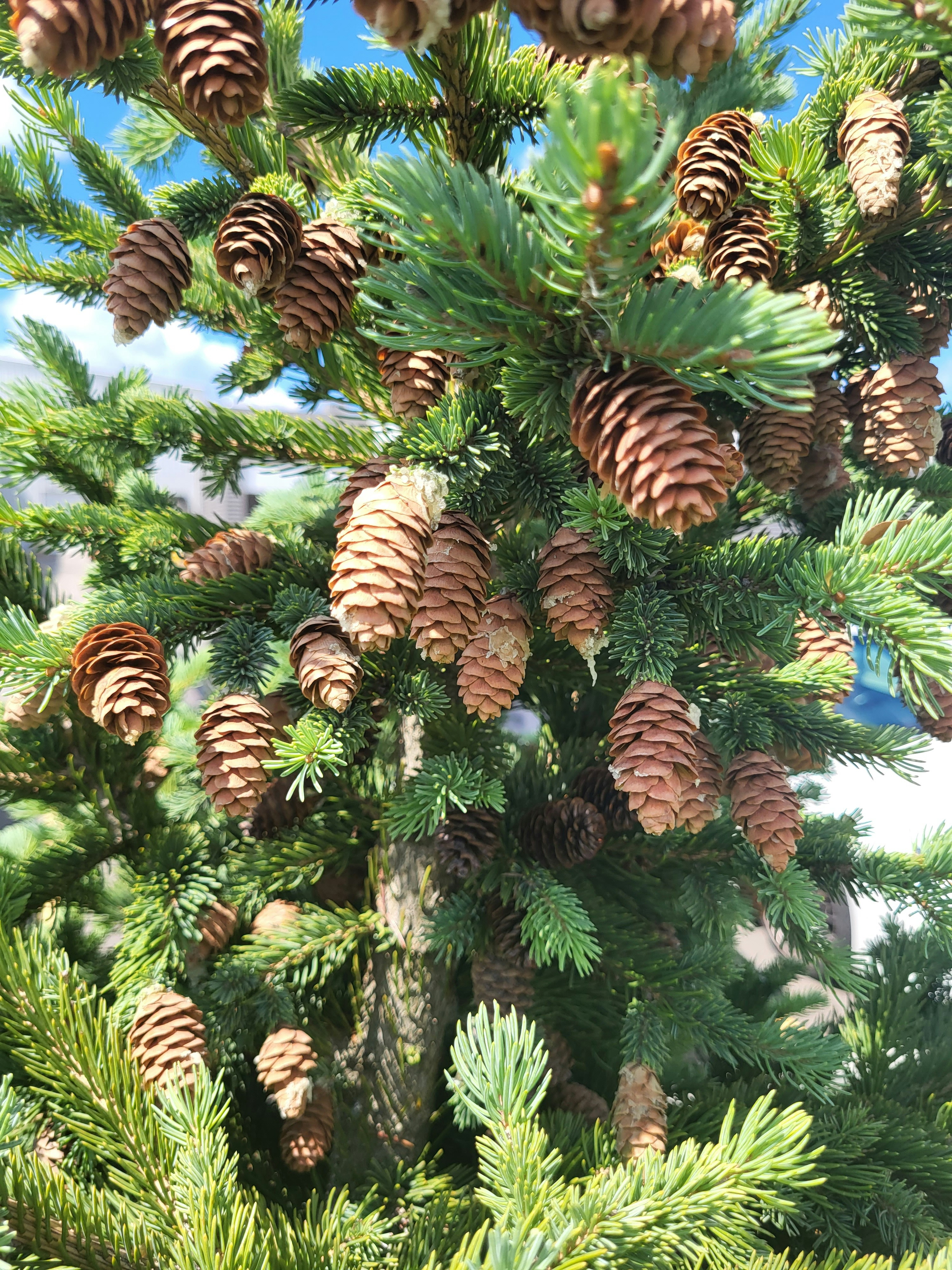 Pine cones on a pine tree | a group of butterflies on a tree