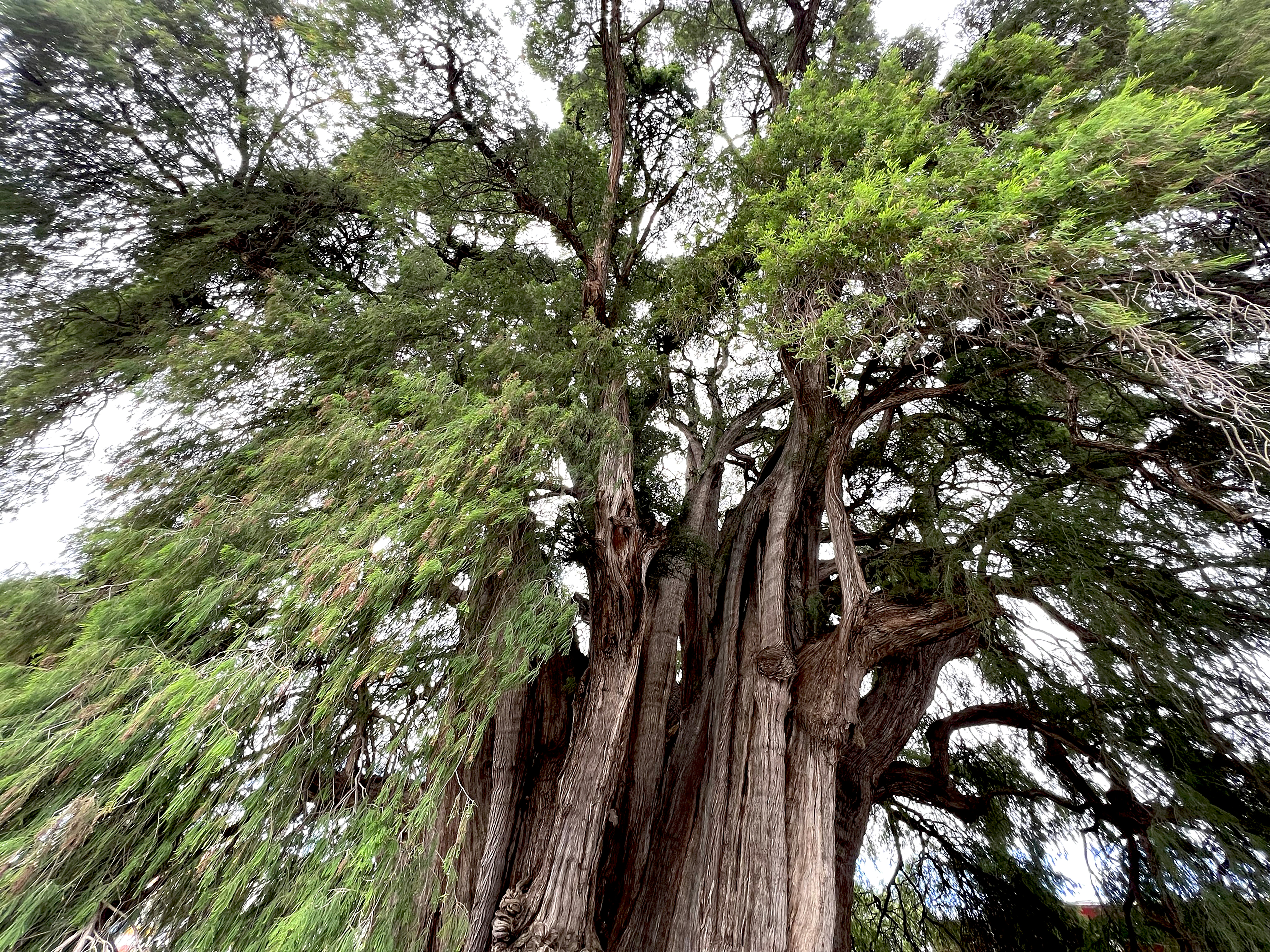 Un árbol con muchas ramas foto – Imagen de Oaxaca méxico gratuita en ...