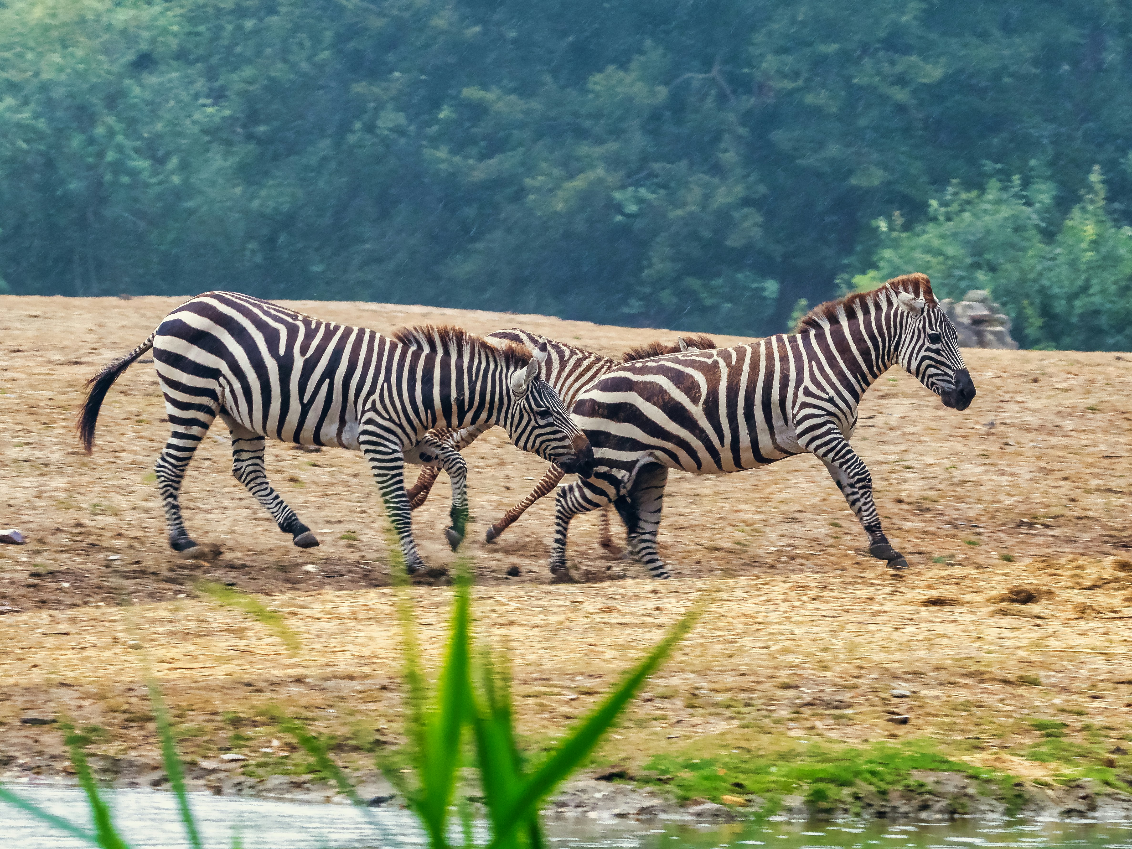 A group of zebras run across a dirt field photo – Free Burgers' zoo ...