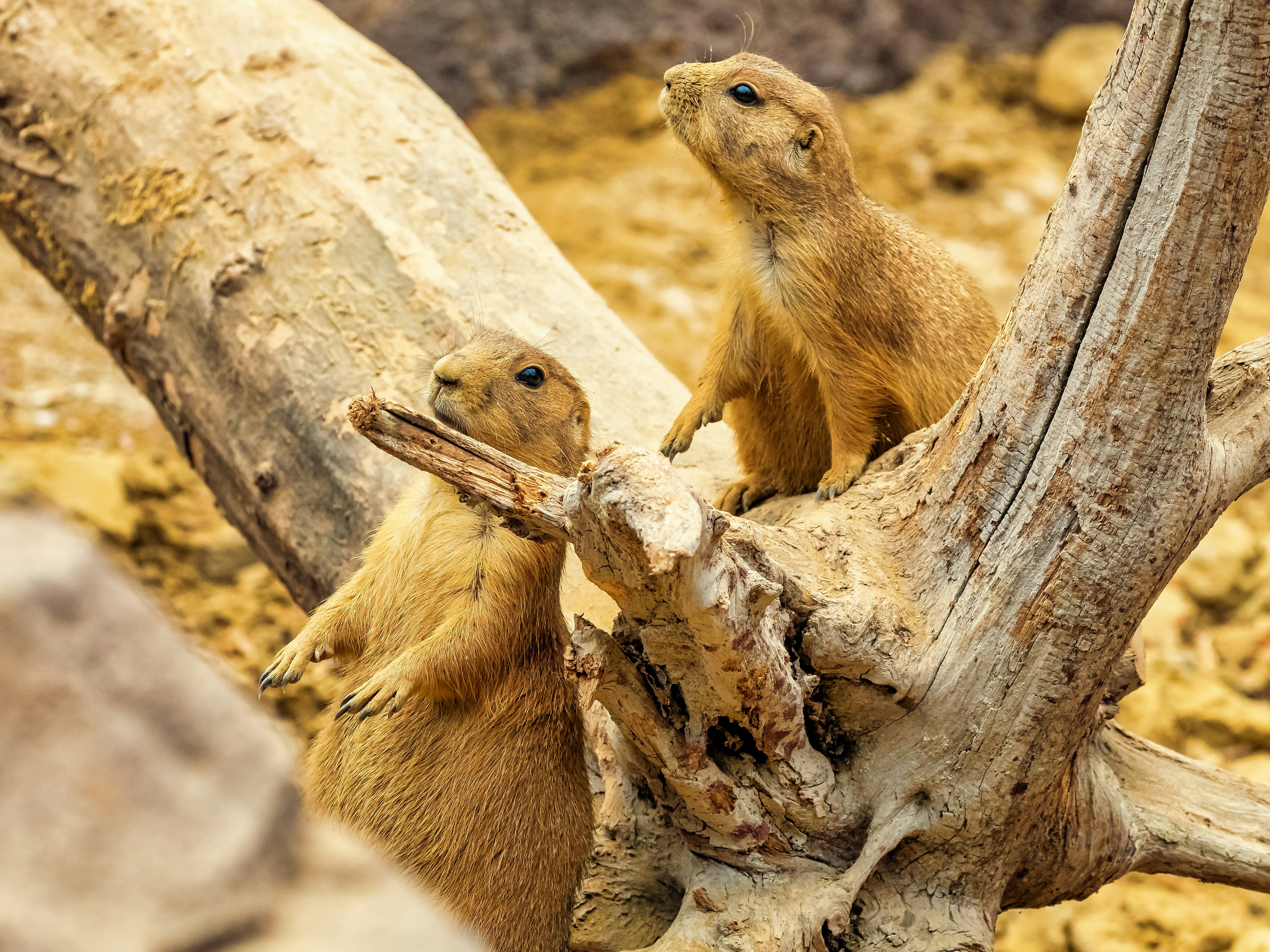 Two prairie dogs perched on a large piece of driftwood in a sandy environment.