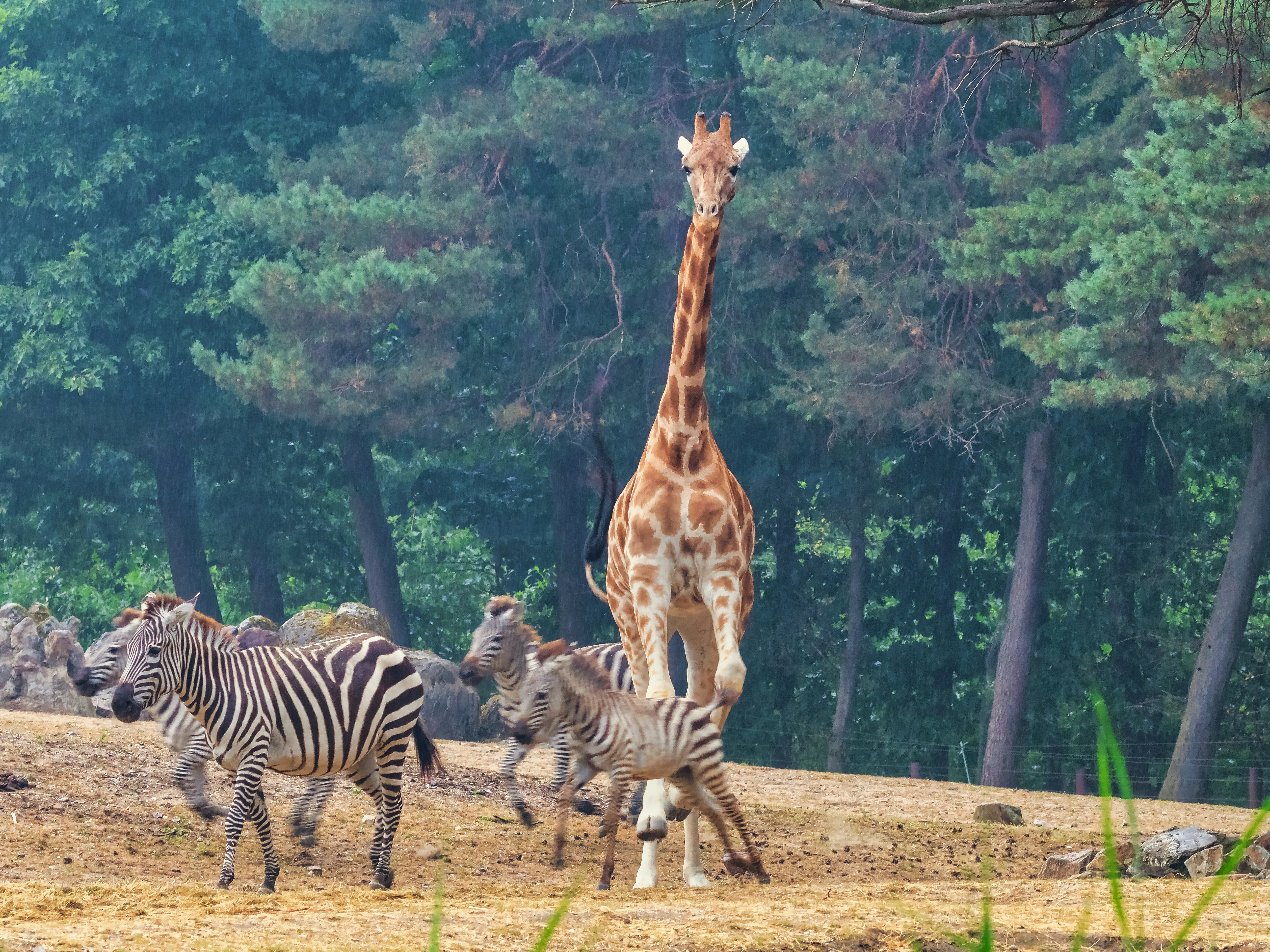 A giraffe and zebras in a zoo exhibit photo – Free Burgers' zoo Image ...