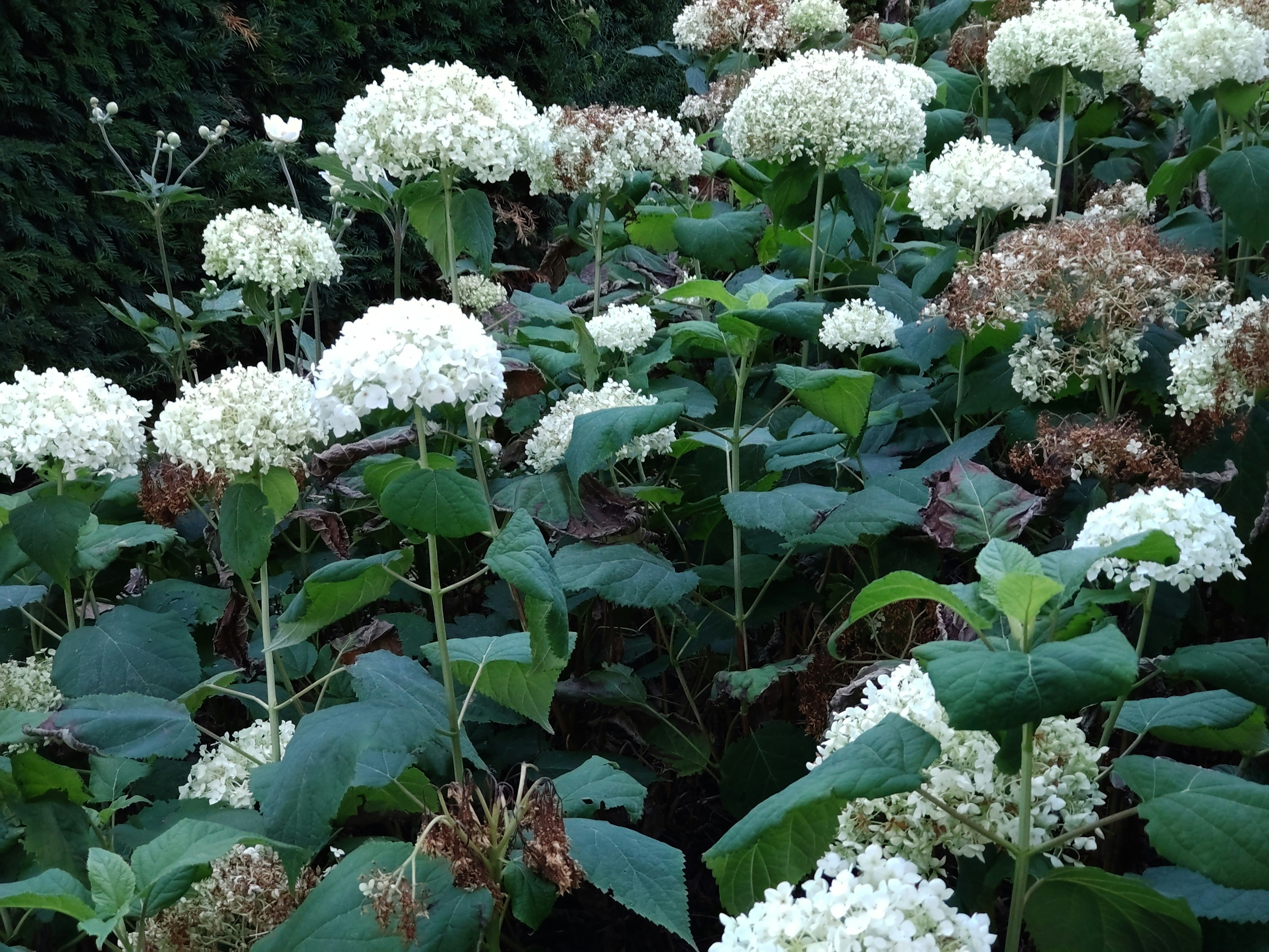 Hydrangea Heads in Quiet Shade: A Garden of White Cloud Buds