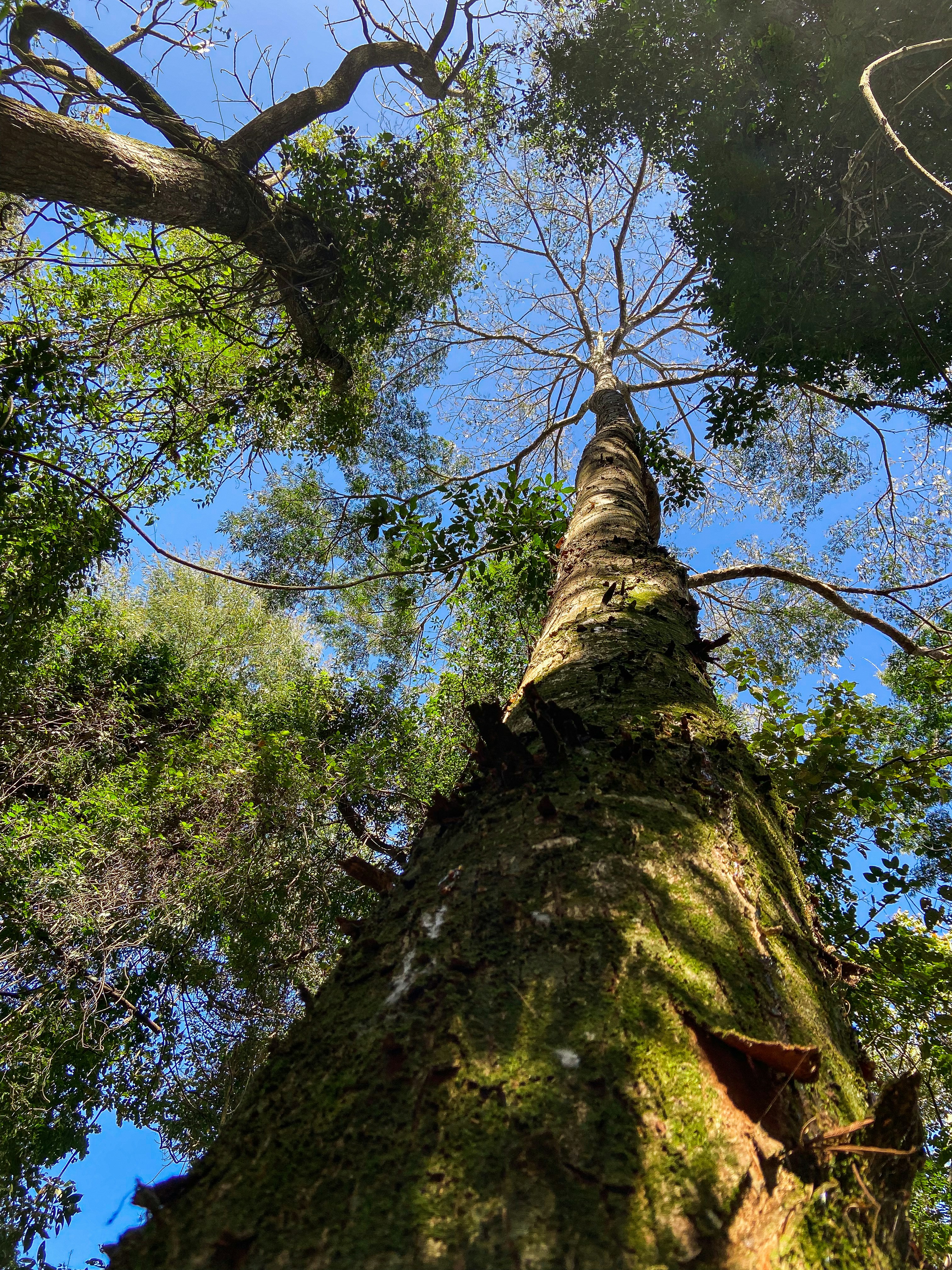 Foto Un árbol con muchas ramas – Imagen Planta gratis en Unsplash