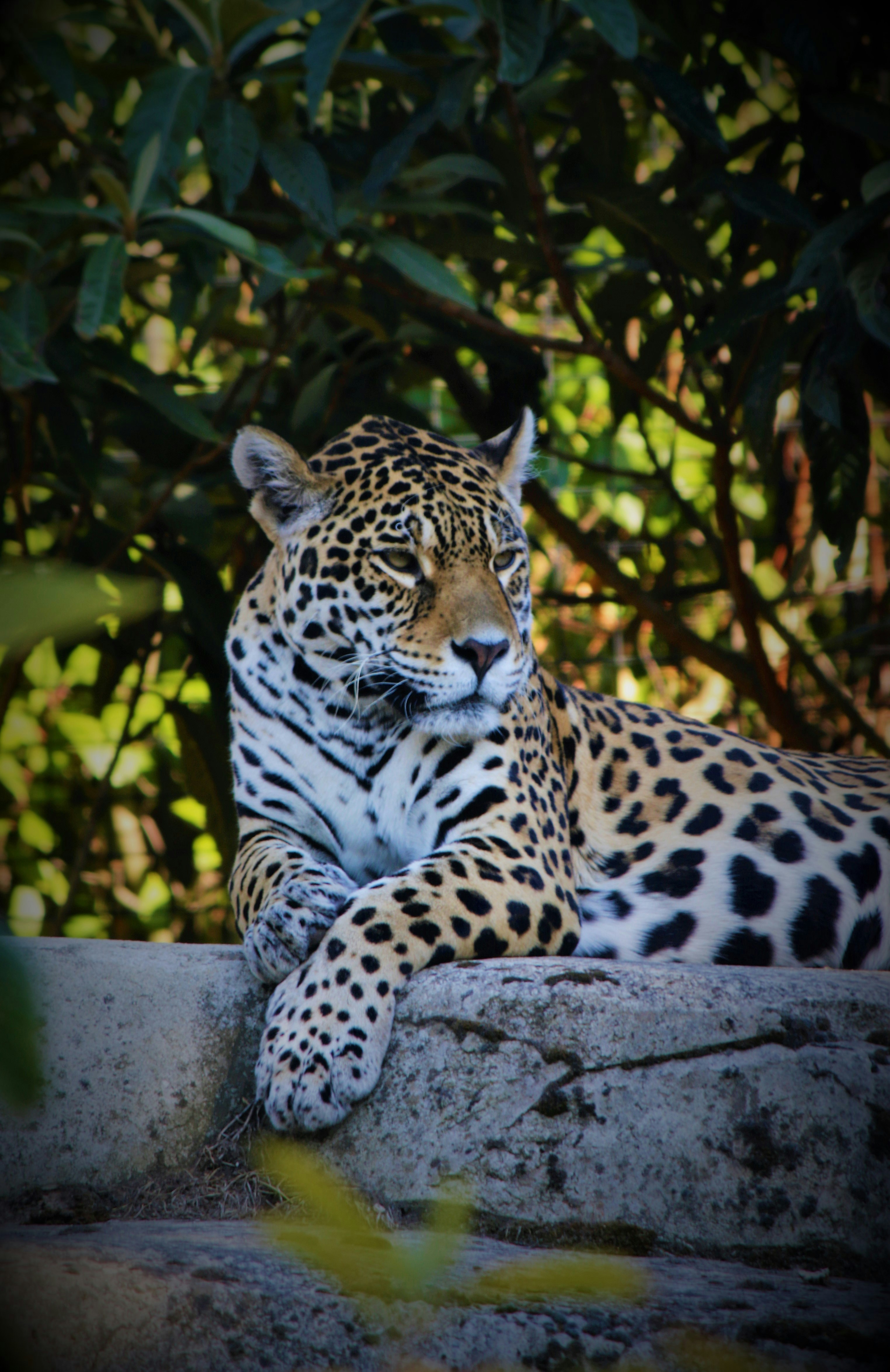 Leopard at Rest: Quiet Confidence Amid Garden Shadows