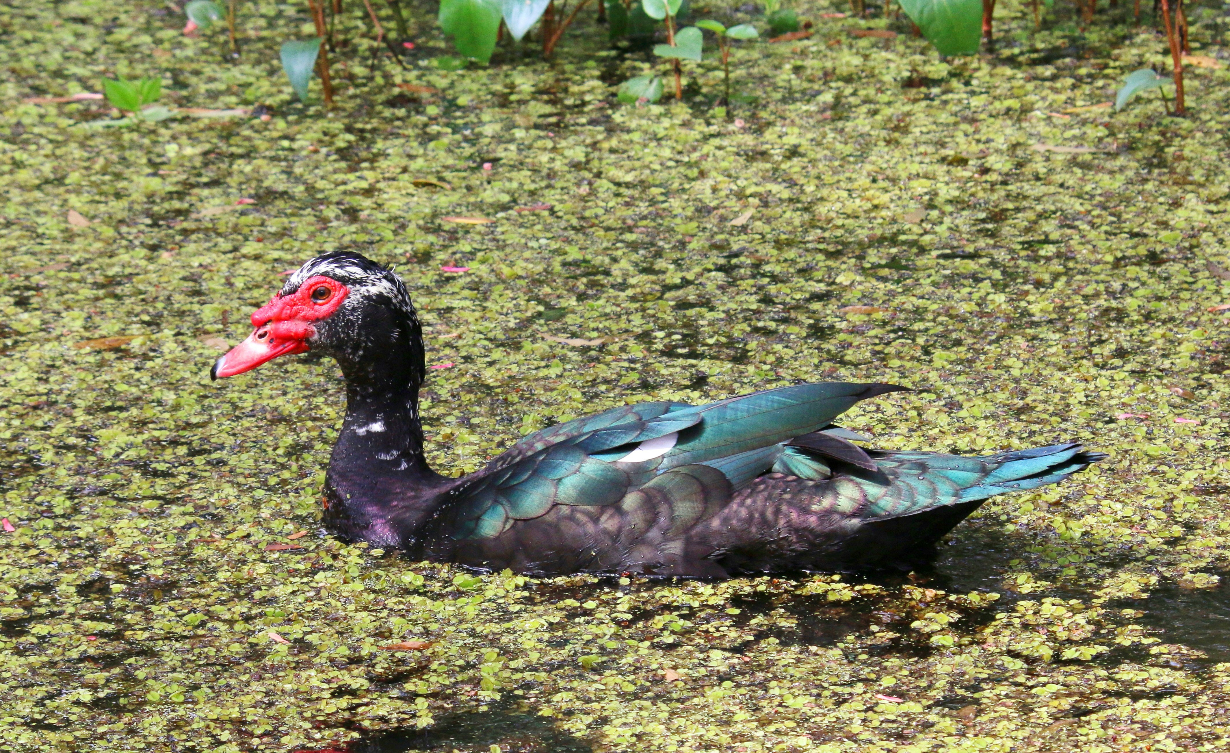 Duck with iridescent feathers swimming through dense water plants.