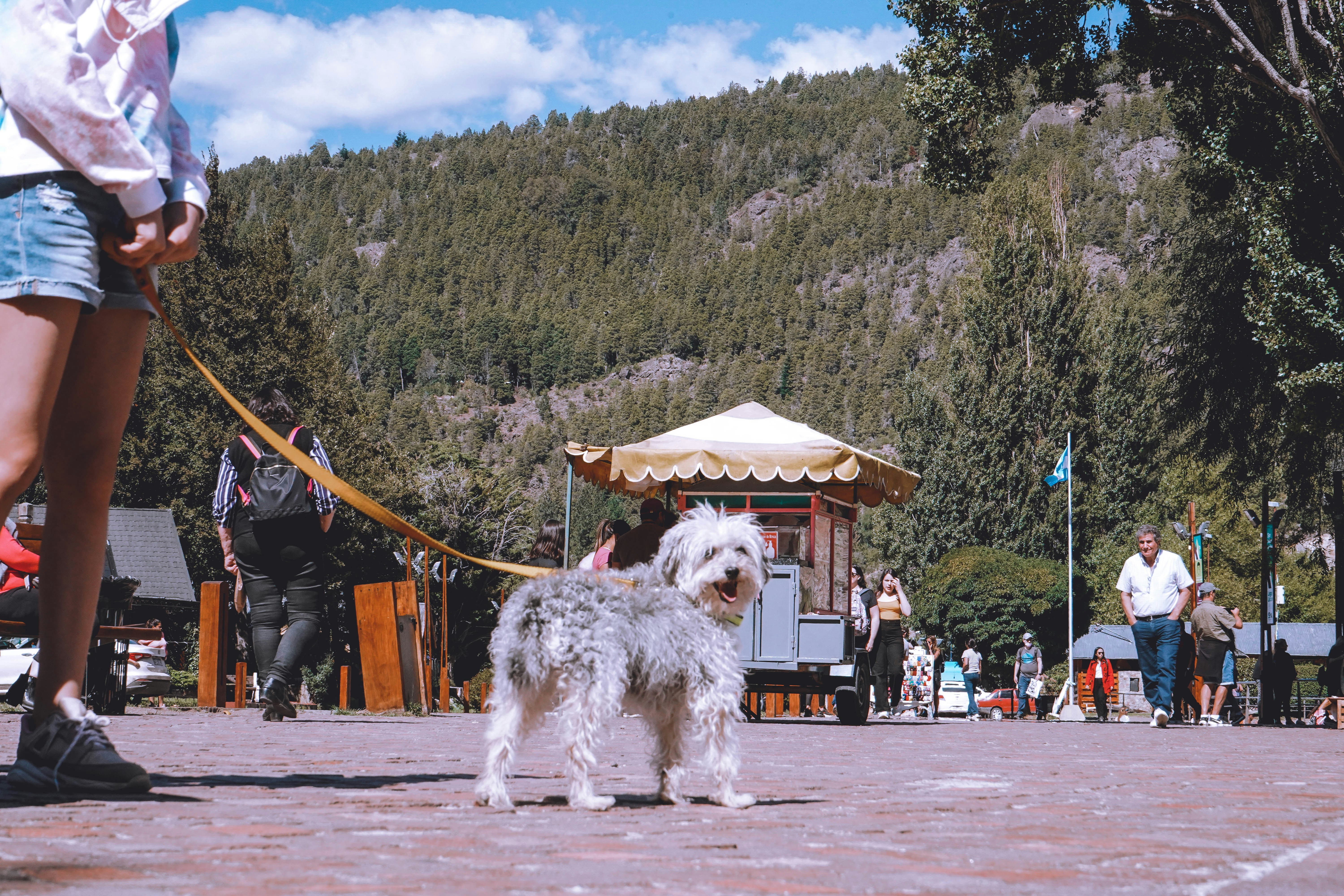 Small dog on a leash standing on a brick plaza with a mountainous backdrop and people in the distance.