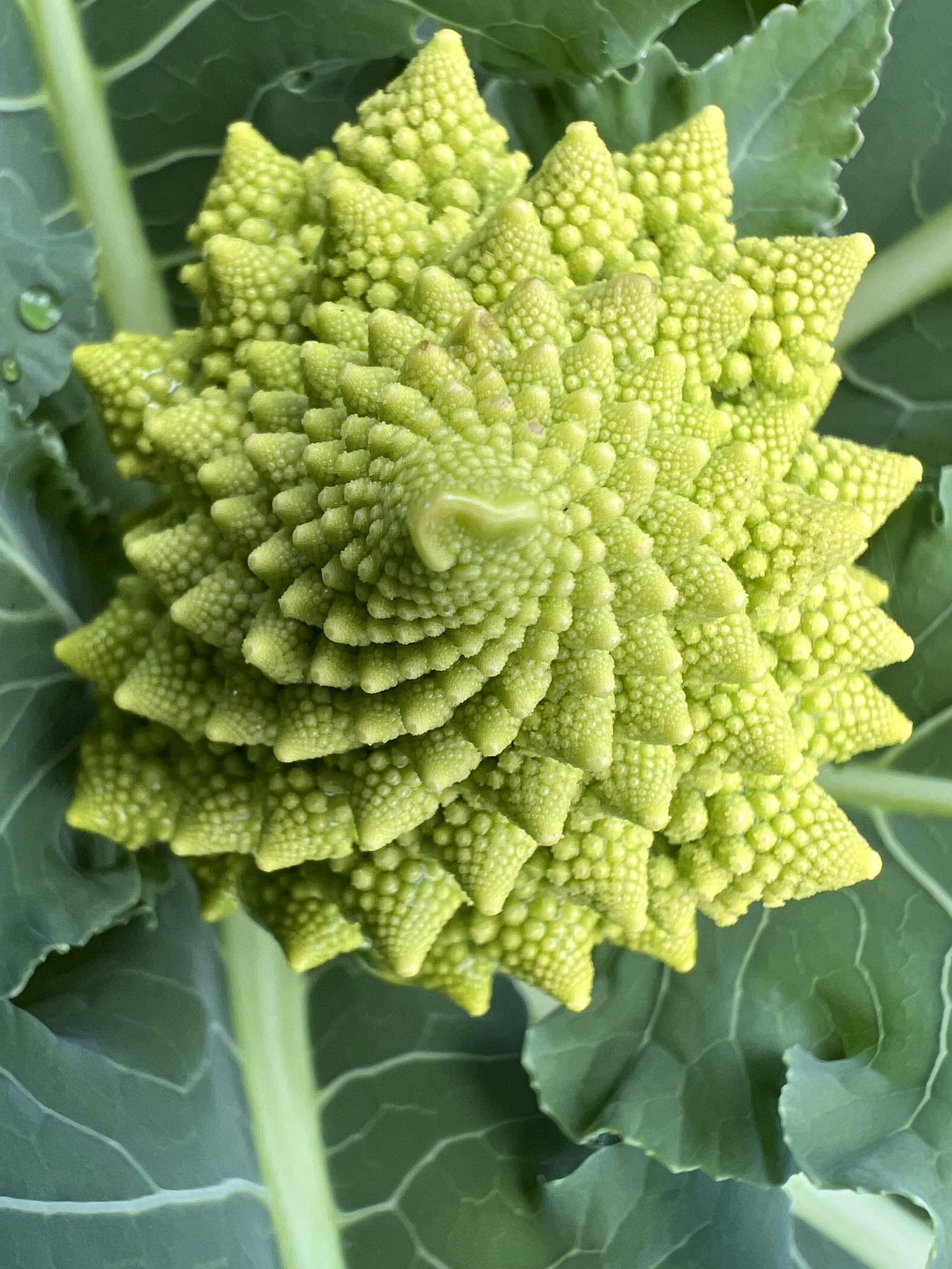 Fractal Crown: Close-Up on a Romanesco's Emerald Spirals