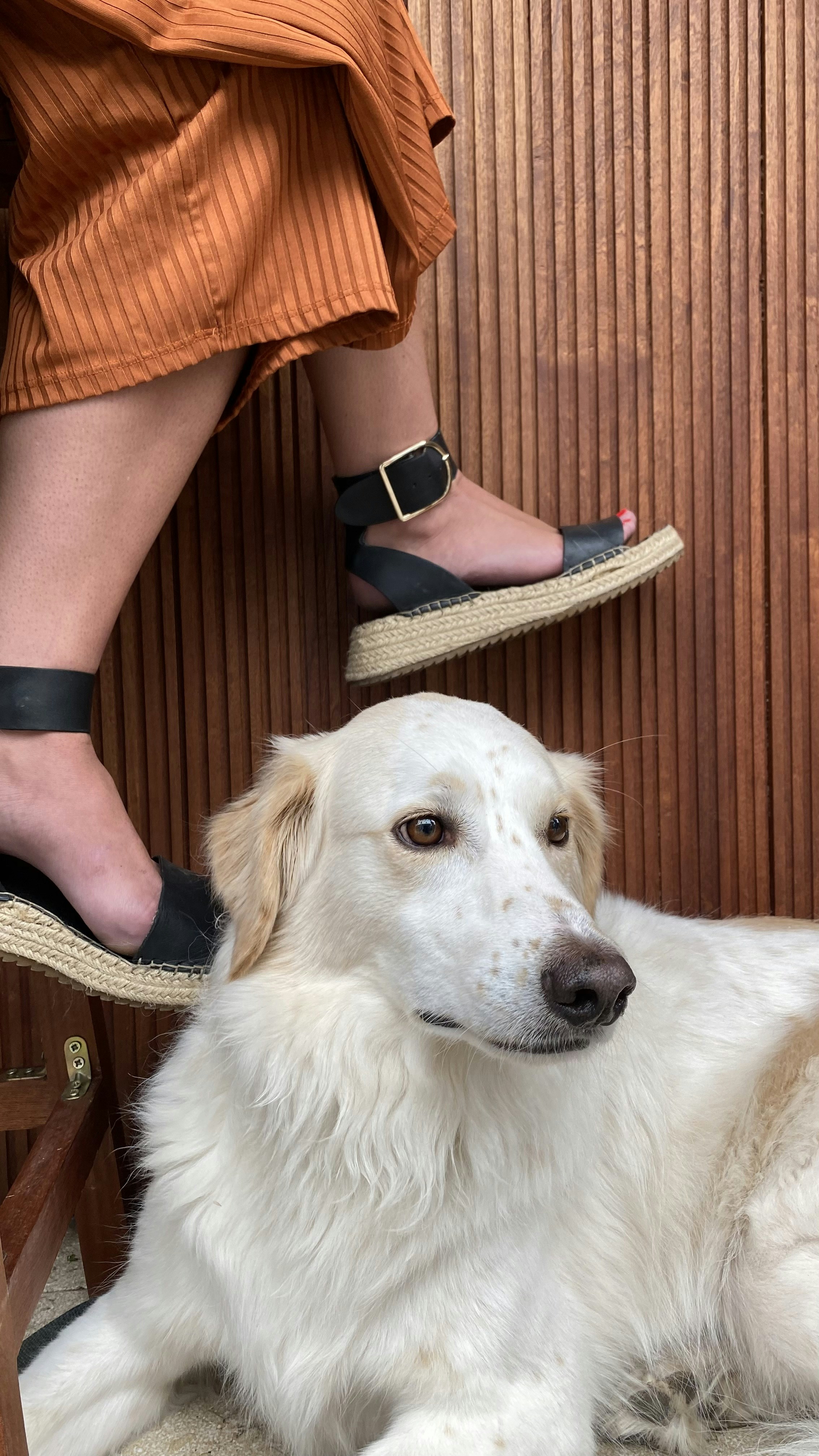 Quiet Pause: A White Dog Resting Beneath a Warm Orange Dress