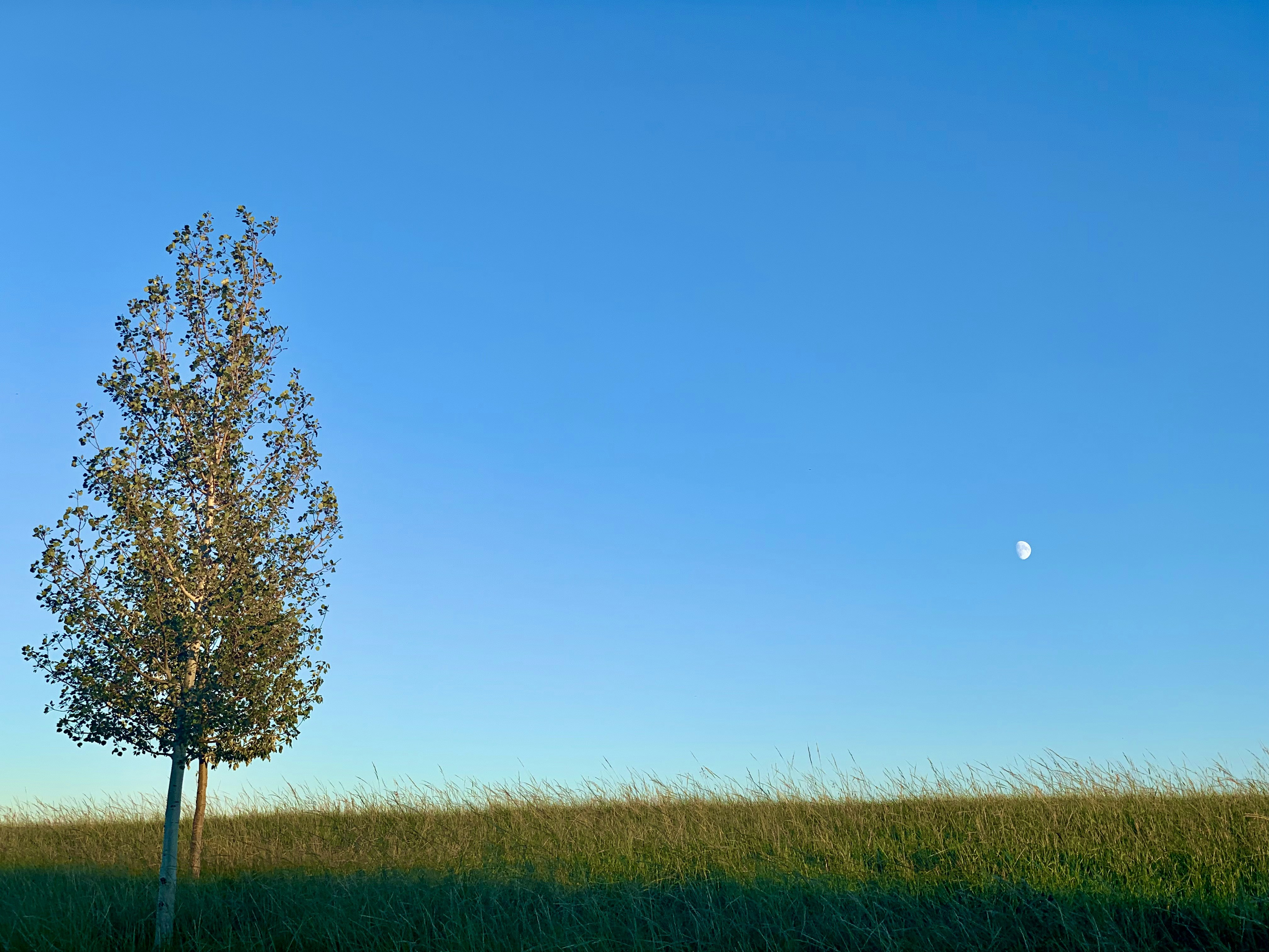 A solitary tree stands against a clear blue sky, with the moon subtly illuminating the scene. The lush grass sways gently in the breeze.