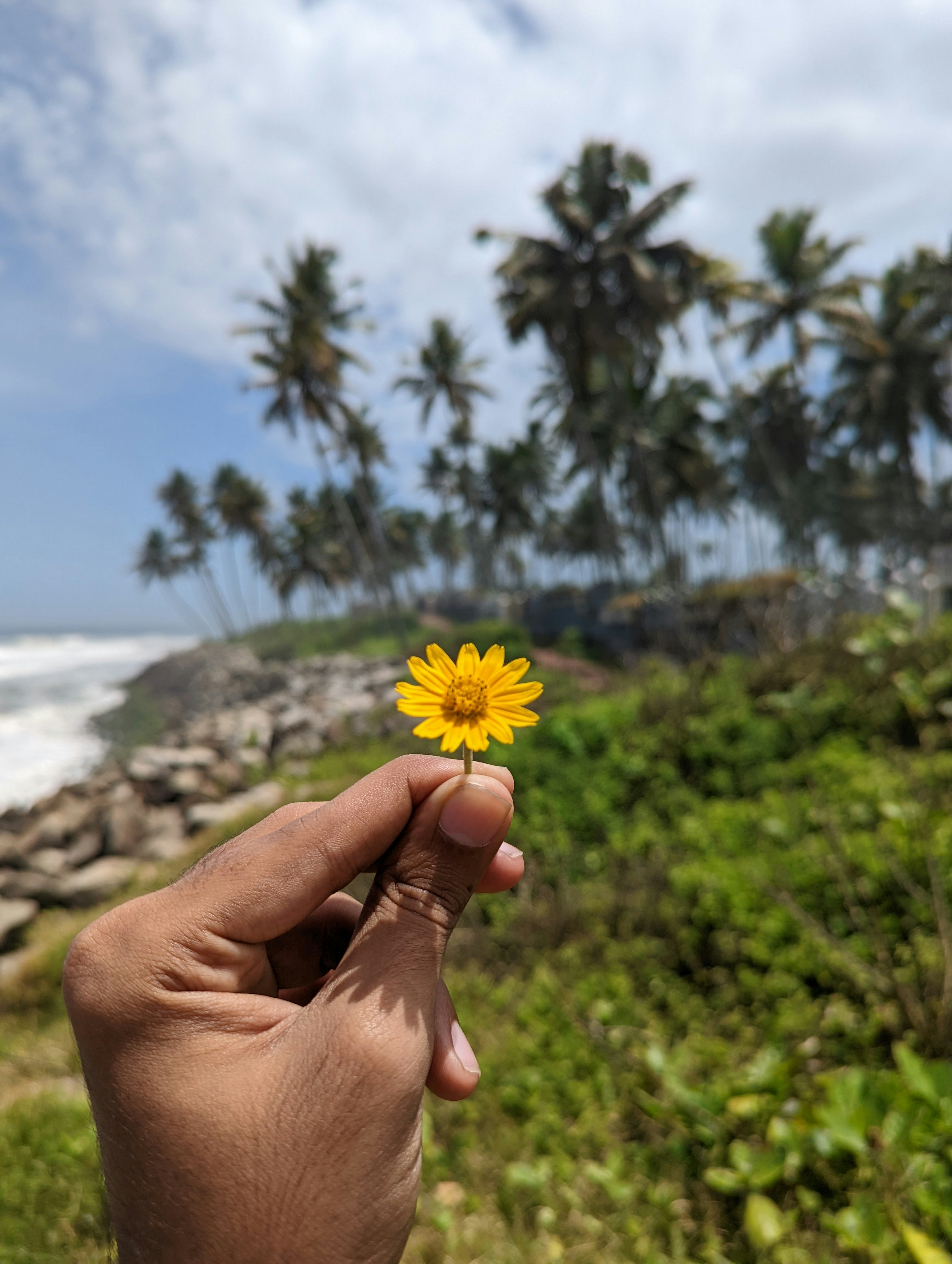 a hand holding a yellow flower