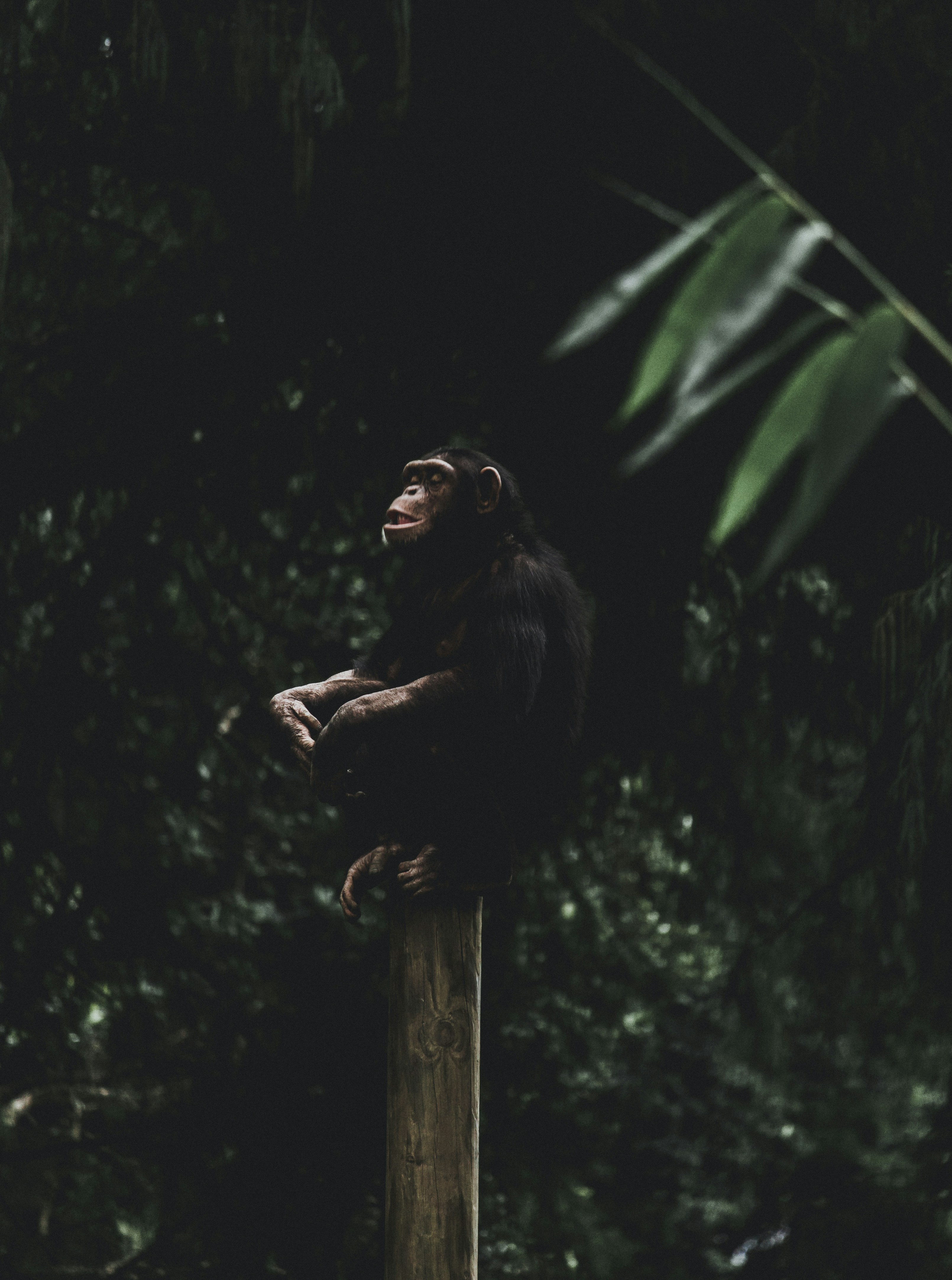 Evening Watcher: A Chimp Perched on a Weathered Post in a Shadowy Rainforest