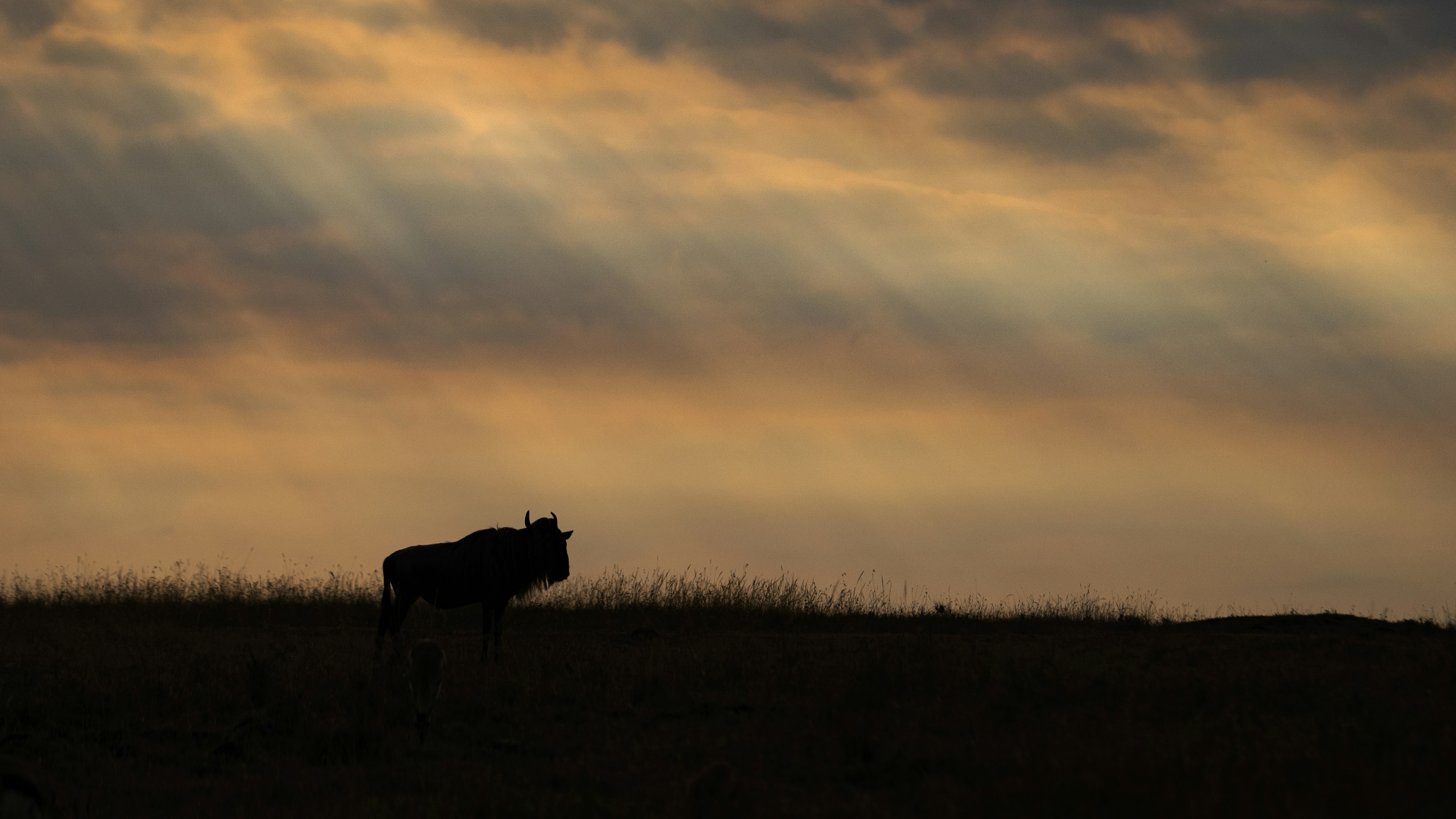 Crepuscular Silhouette: A lone horse on the ridge at sunset