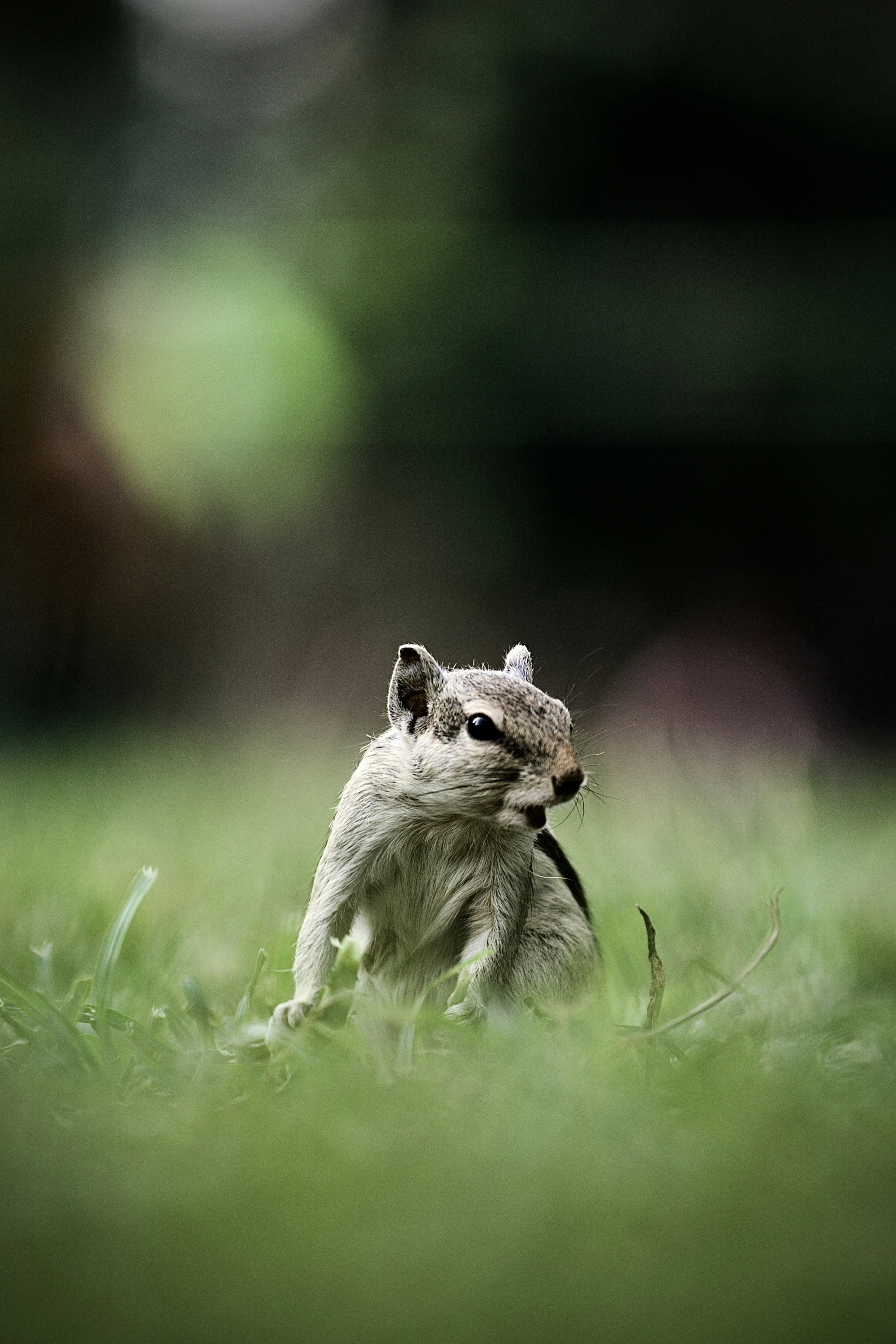 Curious Ground Squirrel in Soft Focus Greens